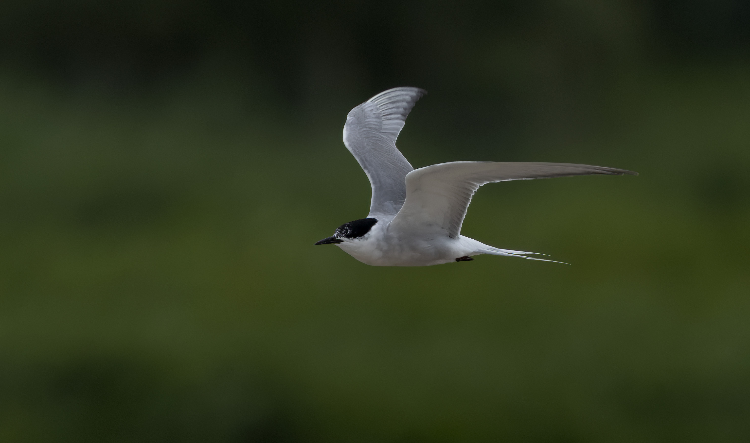 Eastern Common Tern by Chris Darby - BirdGuides
