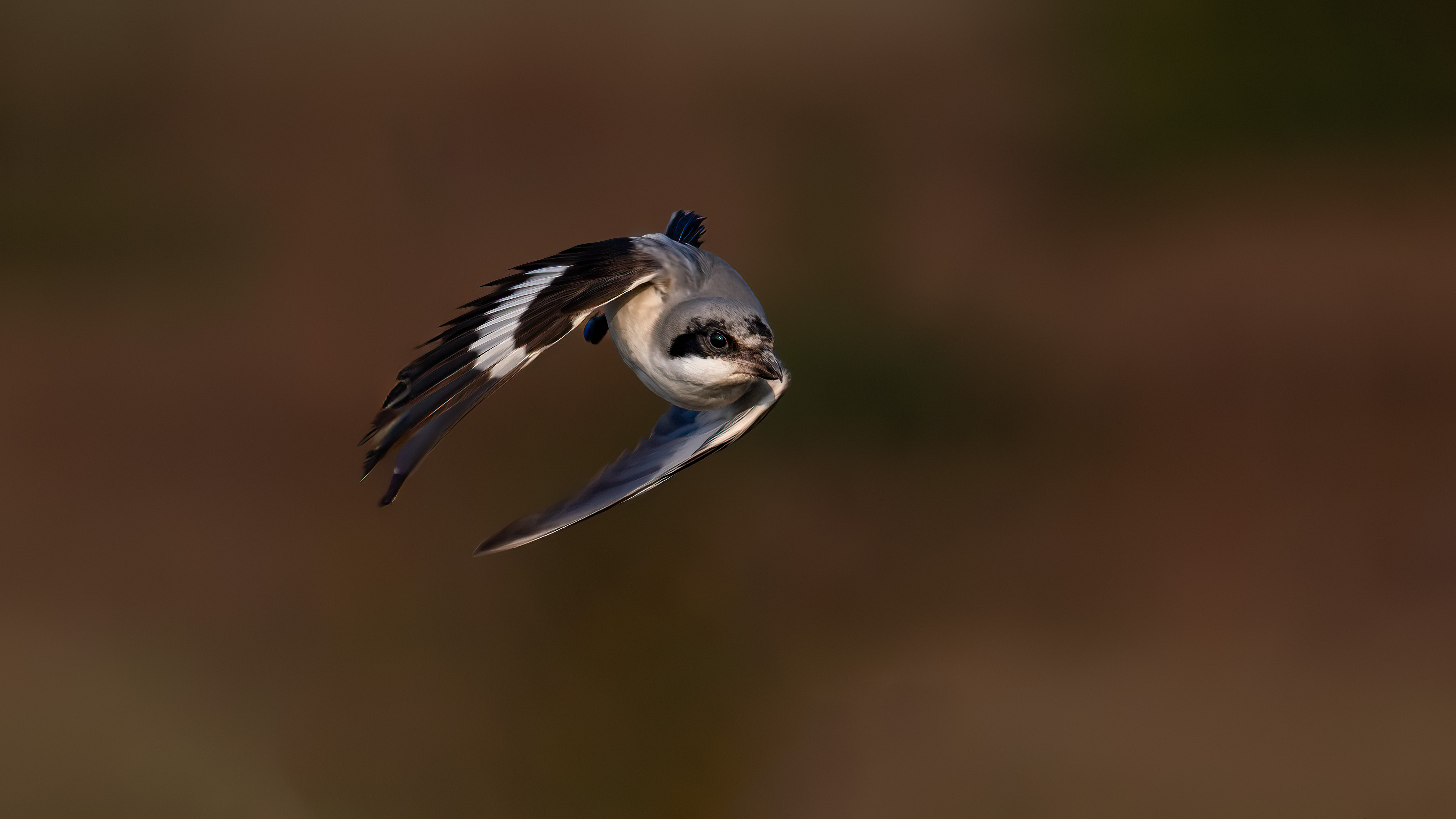 Lesser Grey Shrike by Chris Darby - BirdGuides