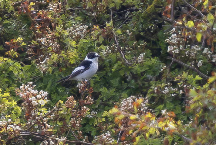 Collared Flycatcher by David Carr - BirdGuides