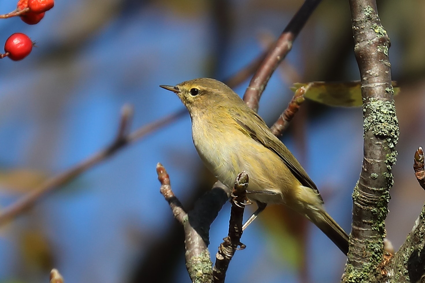 Common Chiffchaff by PETER MILES - BirdGuides