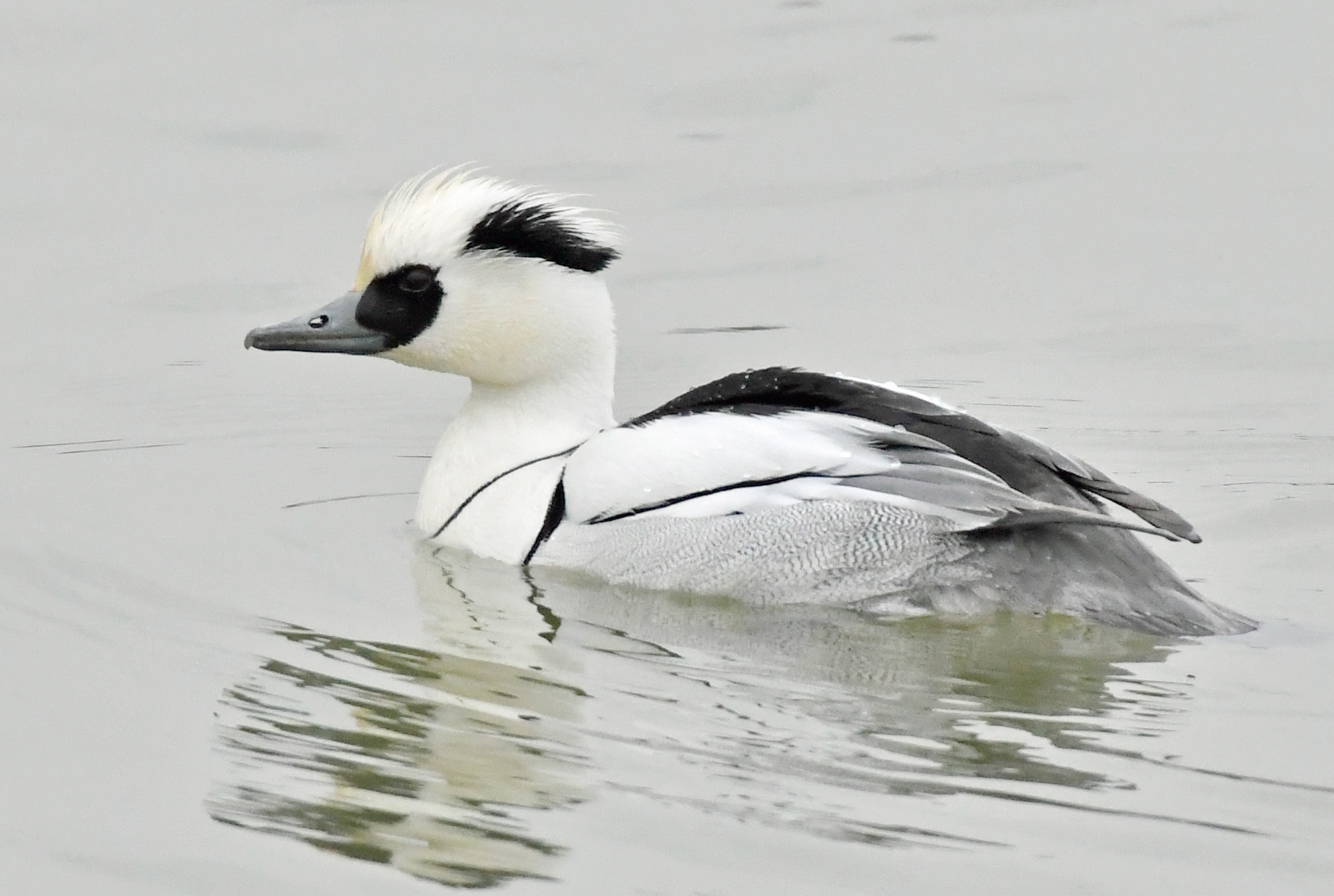 Smew by Chris Nicholls - BirdGuides