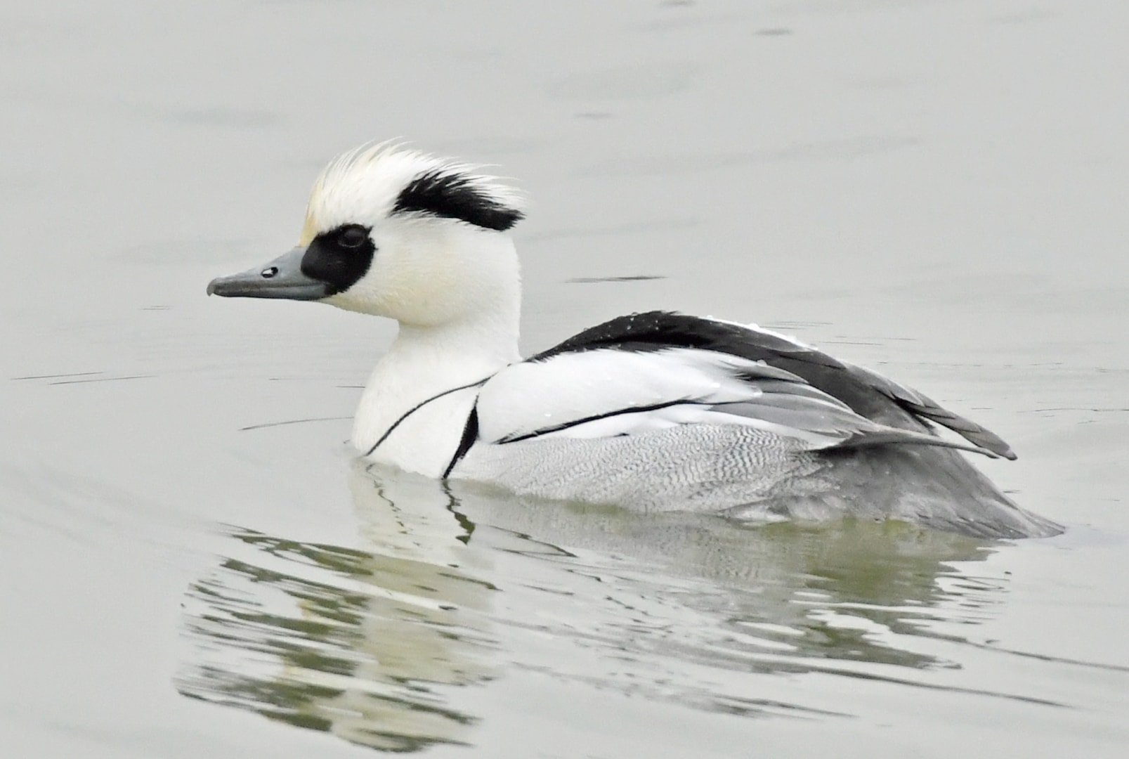 Smew by Chris Nicholls - BirdGuides