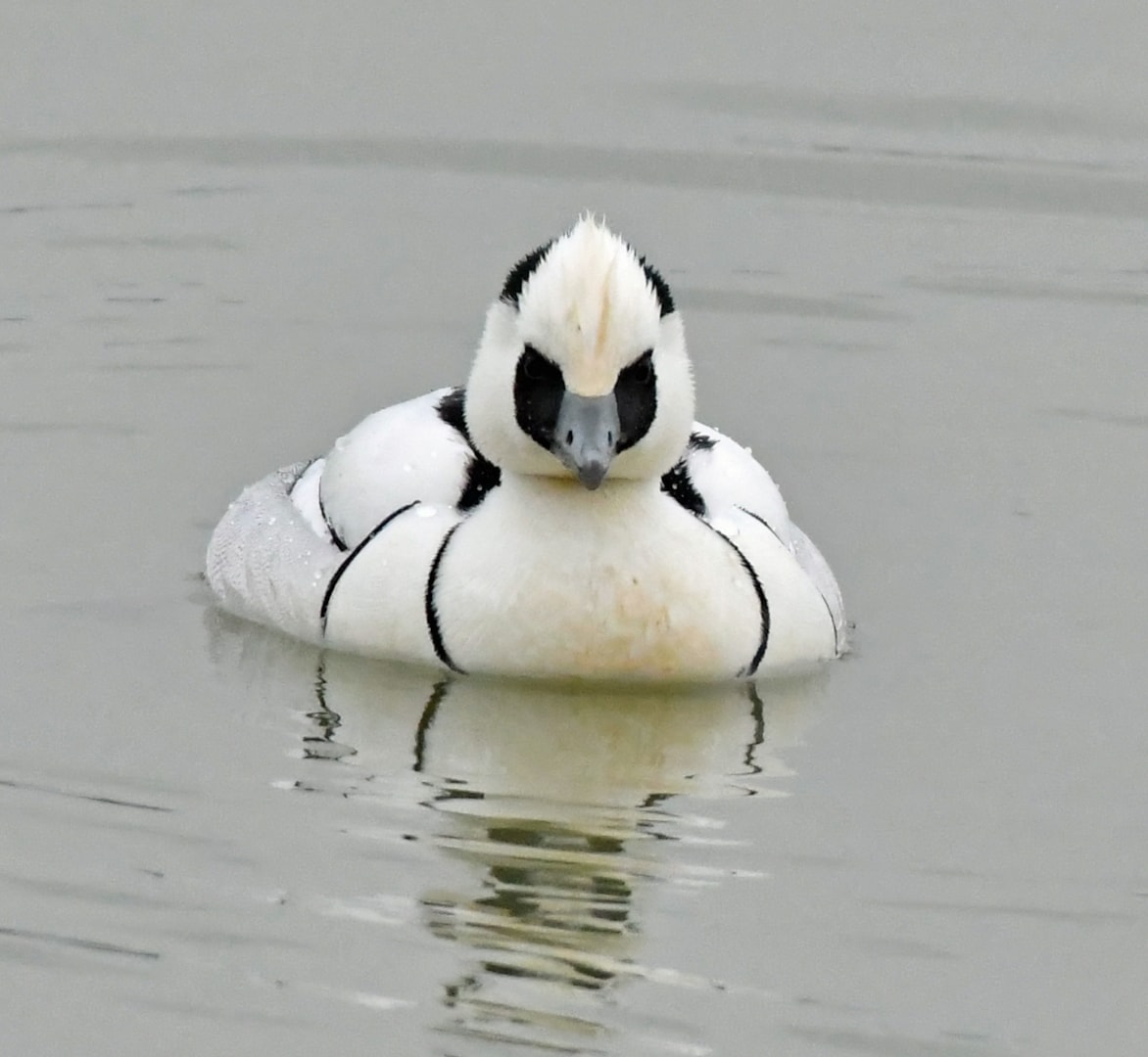 Smew by Chris Nicholls - BirdGuides