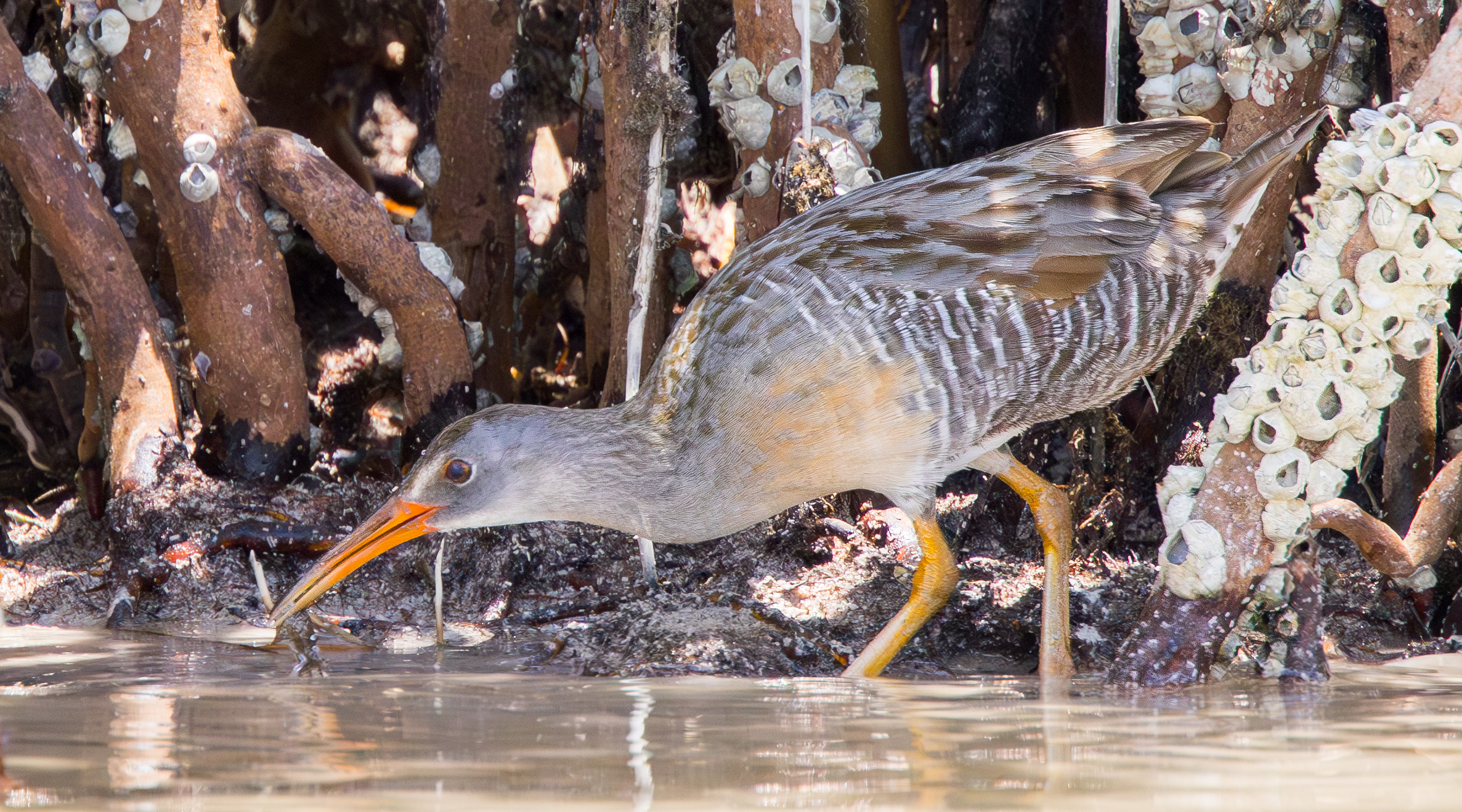 Clapper Rail by Peter Garrity - BirdGuides
