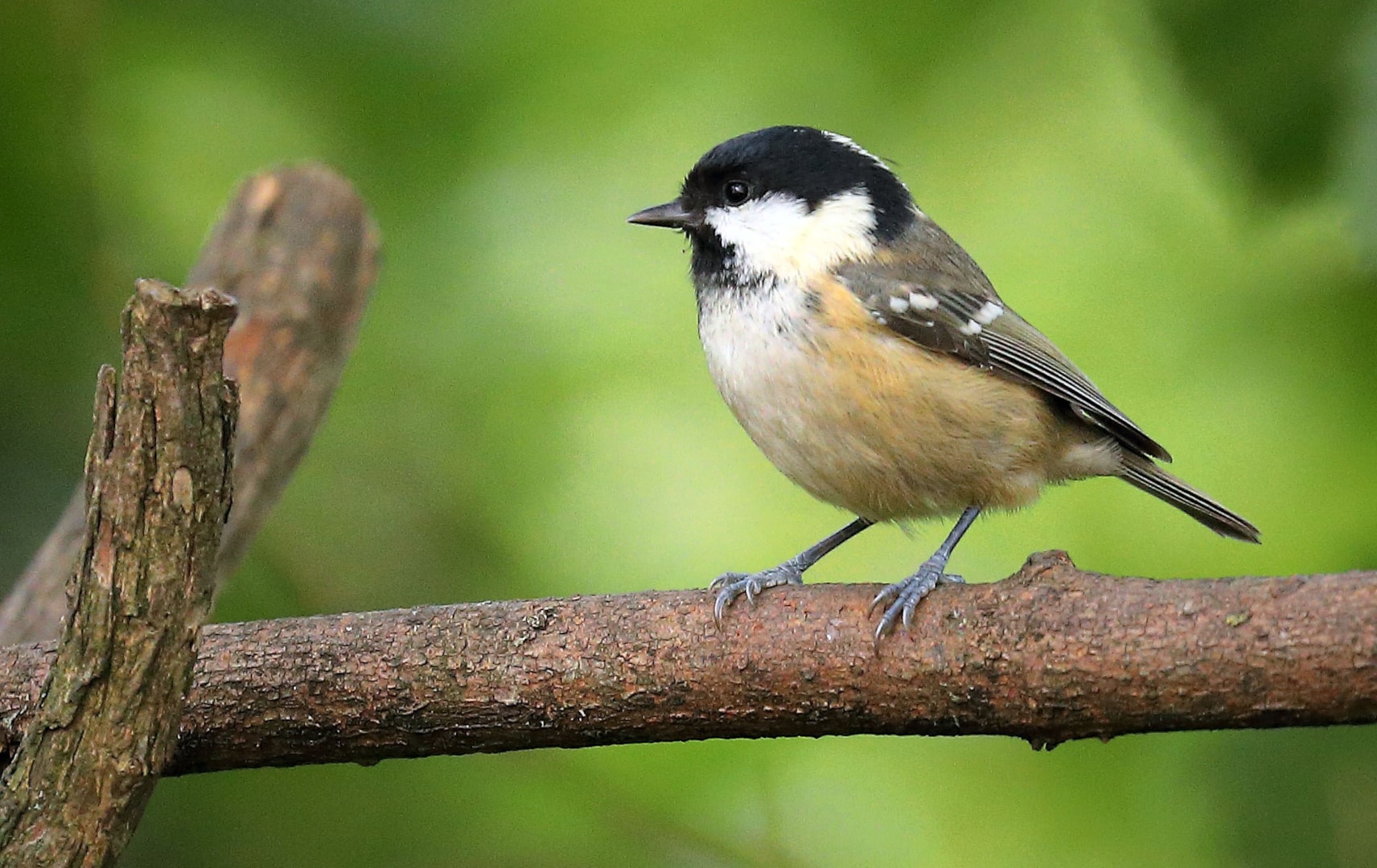 Coal Tit by PETER MILES - BirdGuides