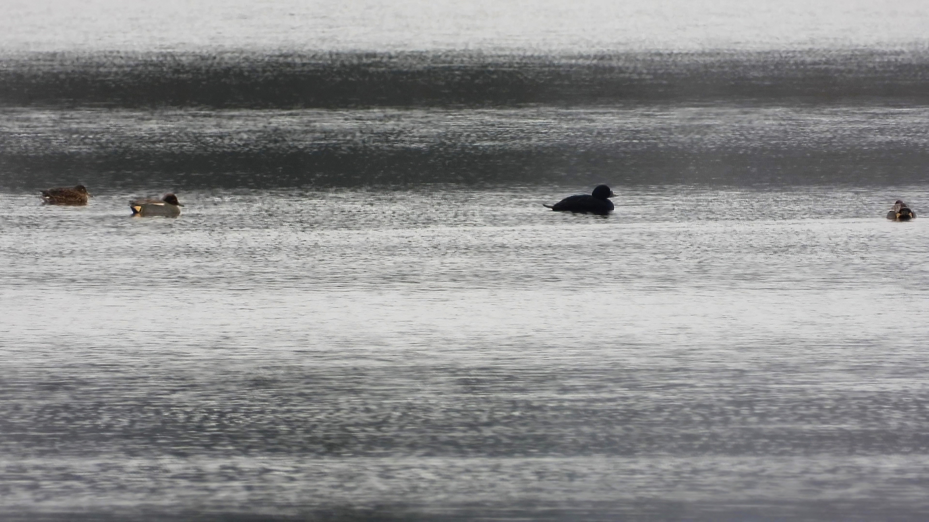 Common Scoter by Stephen Pogson - BirdGuides