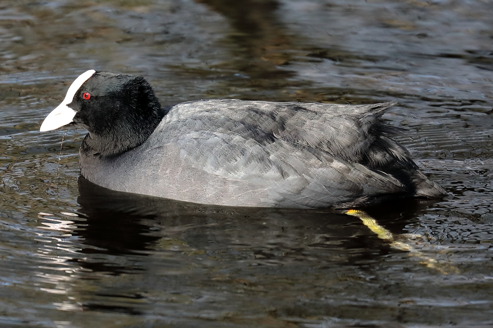 Eurasian Coot by PETER MILES - BirdGuides