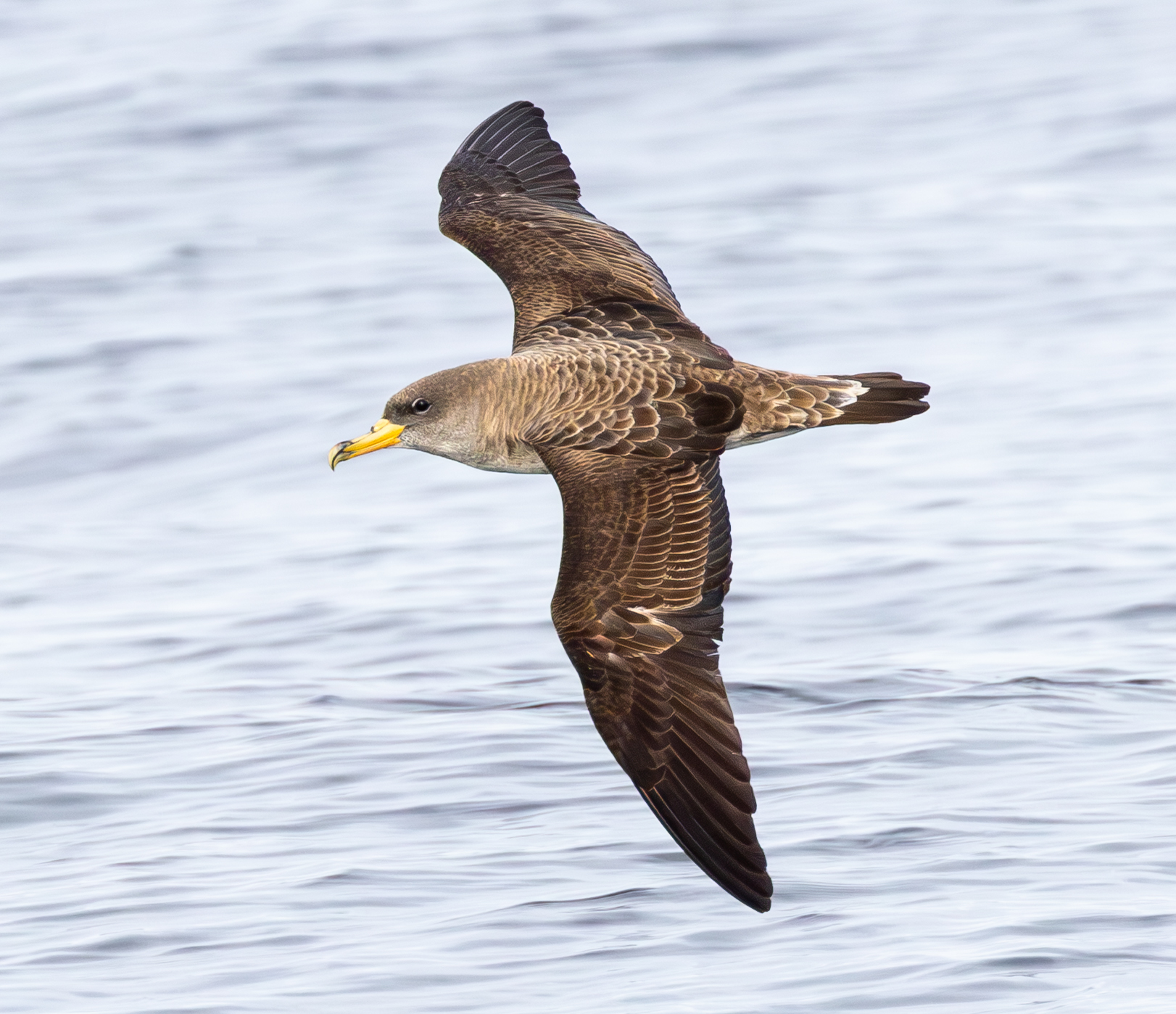 Cory's Shearwater by Peter Garrity - BirdGuides