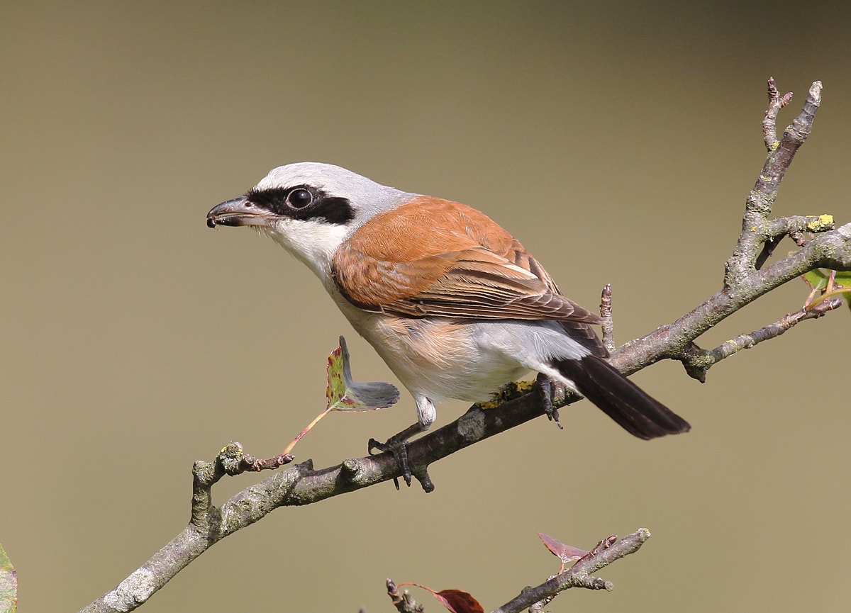 Red-backed Shrike by Dave Hutton - BirdGuides