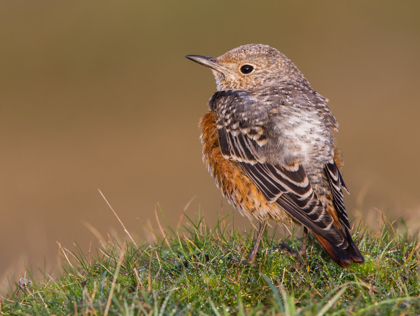 Common Rock Thrush by Peter Garrity - BirdGuides