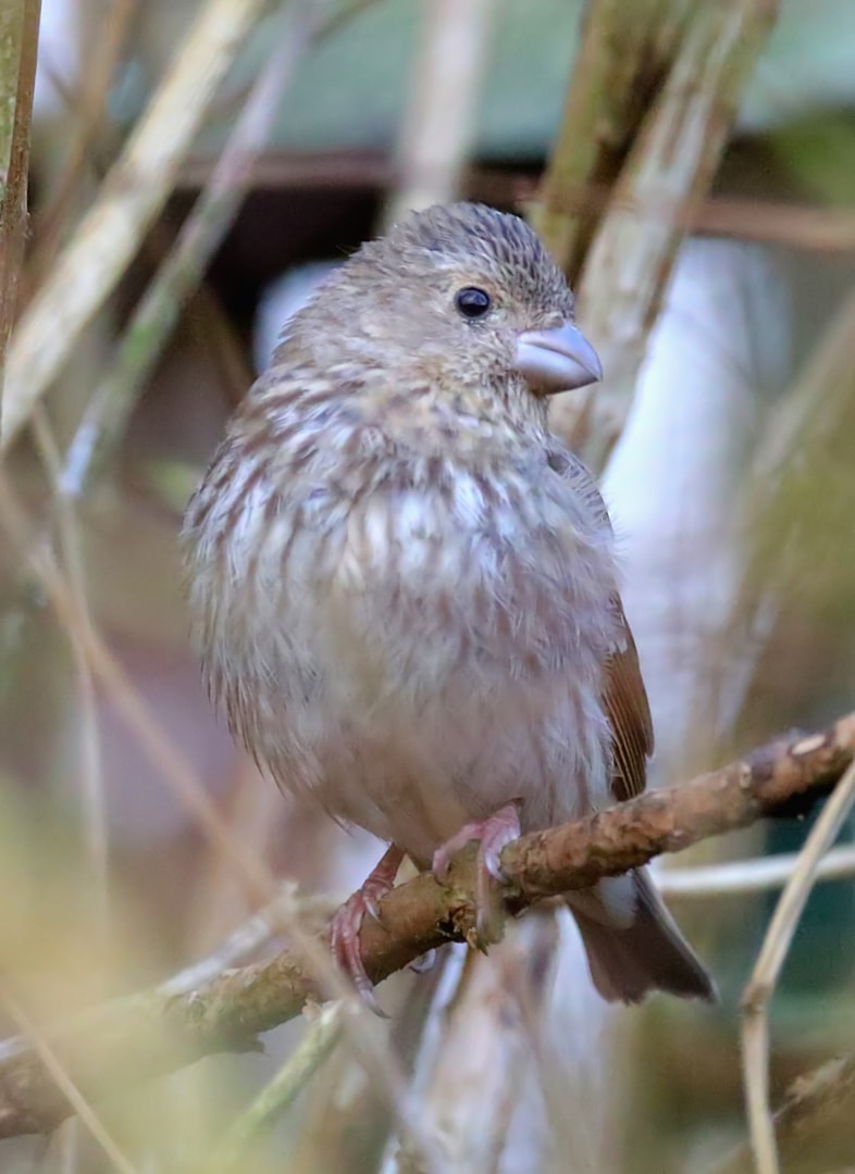Common Rosefinch by Jaz Hughes - BirdGuides