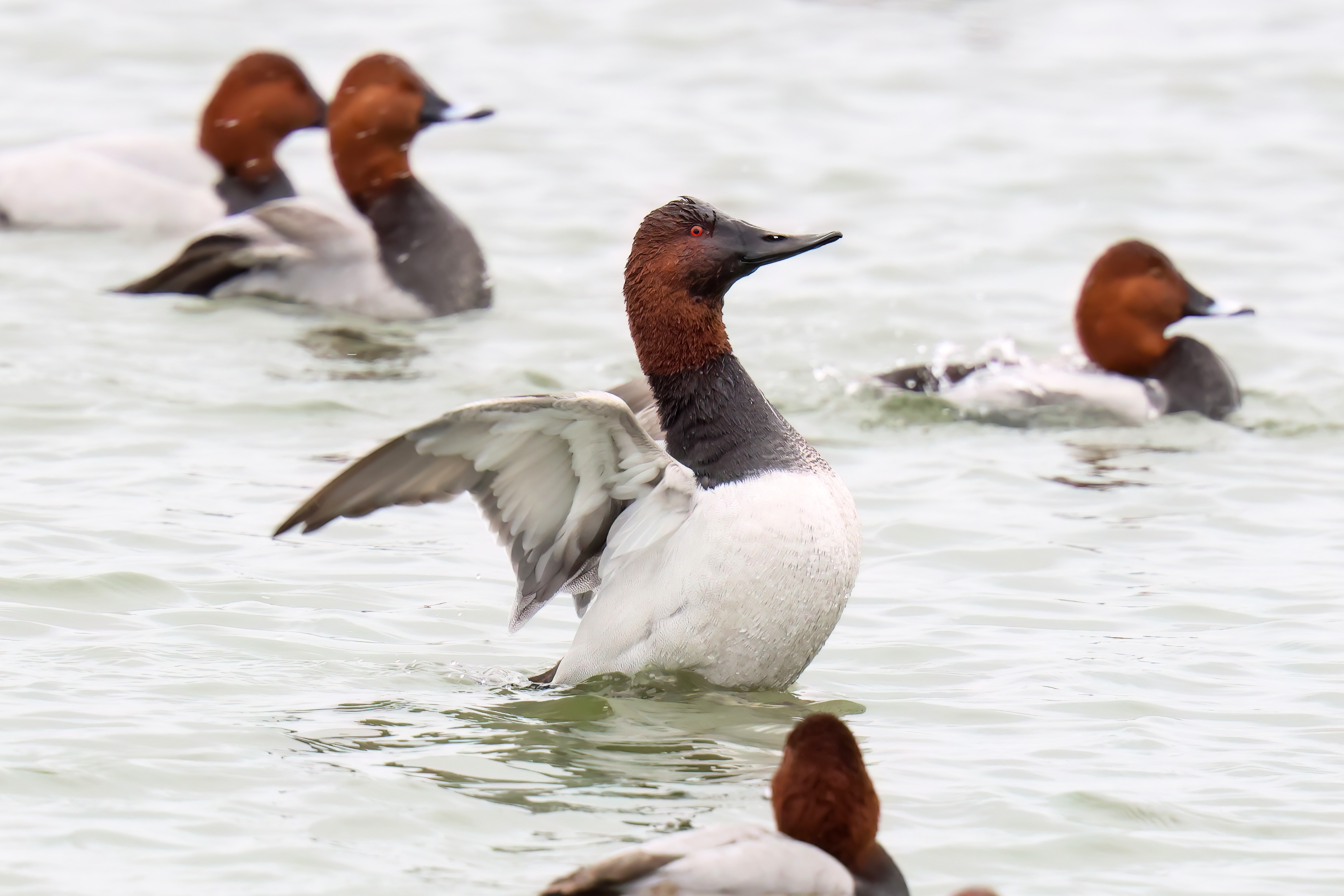 Canvasback by Lee Gregory - BirdGuides