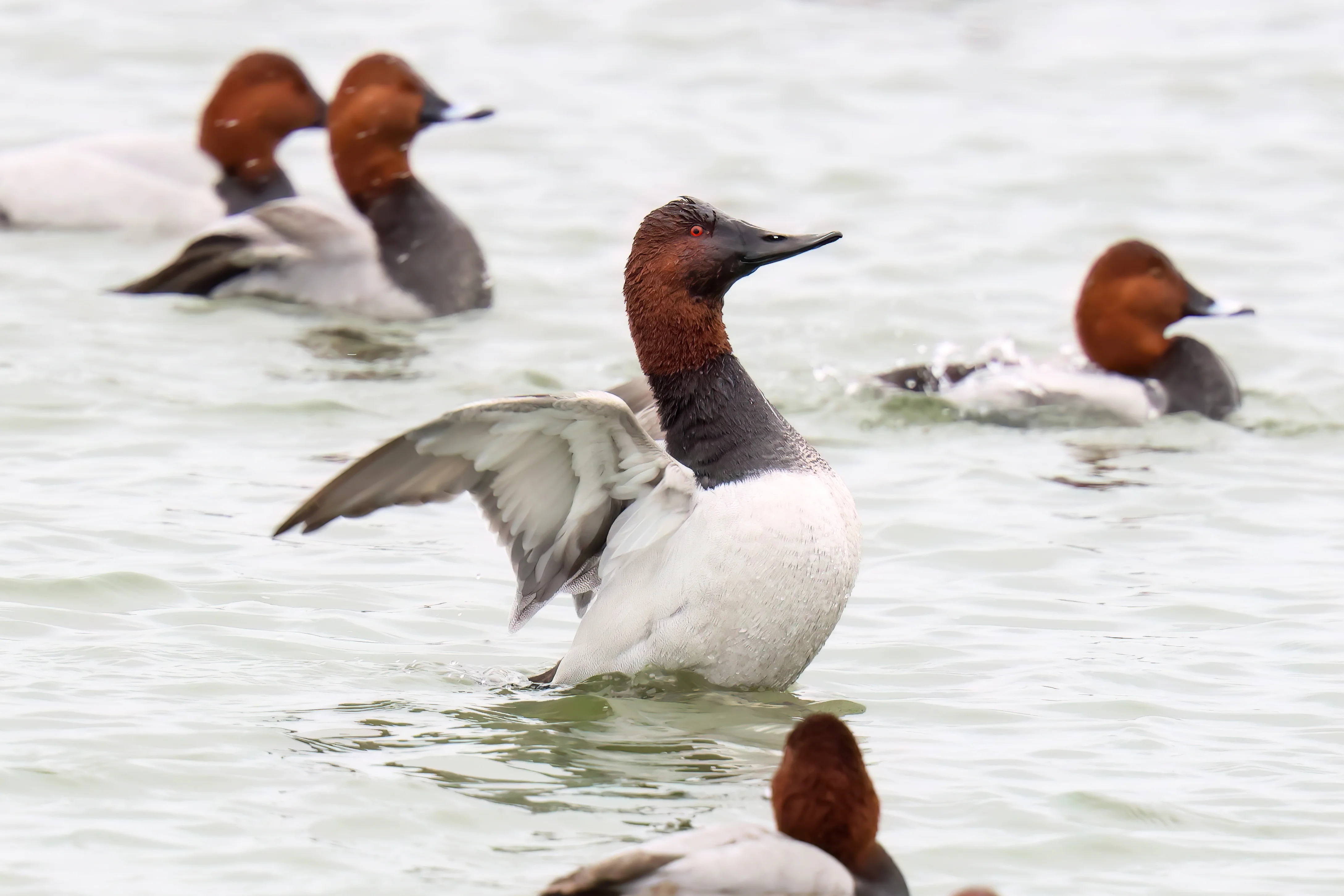 Details : Canvasback - BirdGuides