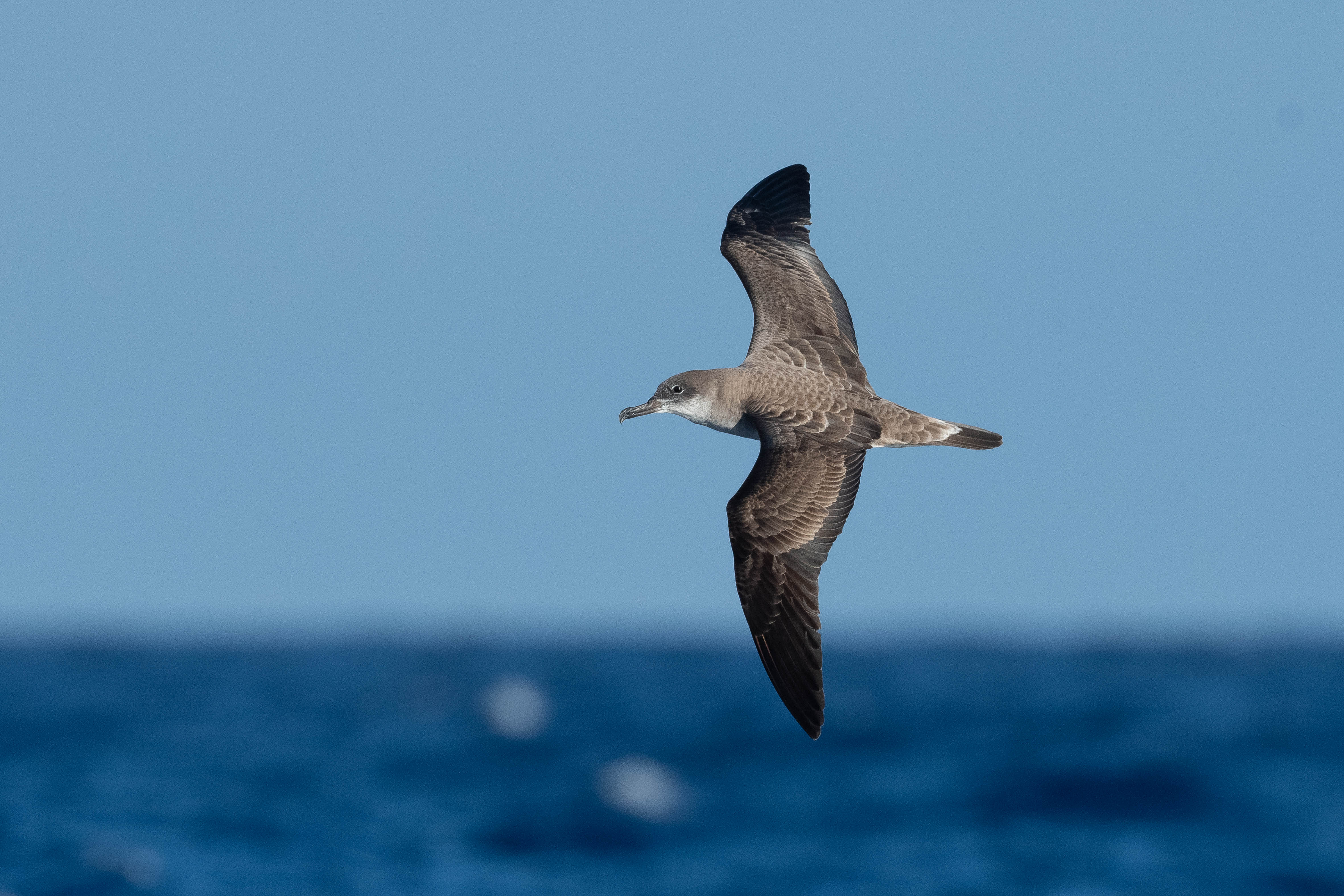 Identifying important seabird sites through GPS tracking - BirdGuides