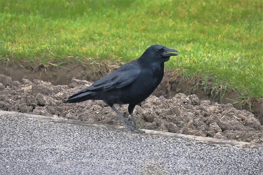 Carrion Crow by PETER MILES - BirdGuides