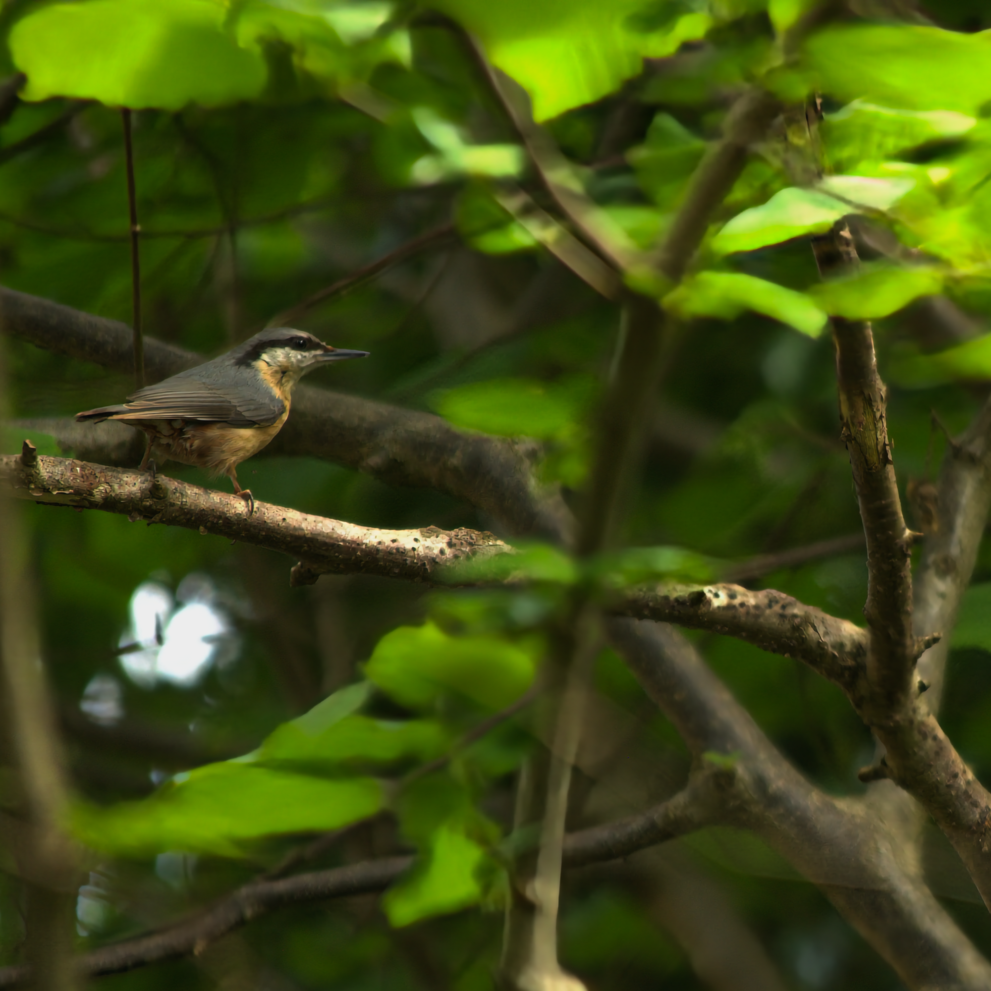 Eurasian Nuthatch by Harshith Karthik Parthiban - BirdGuides