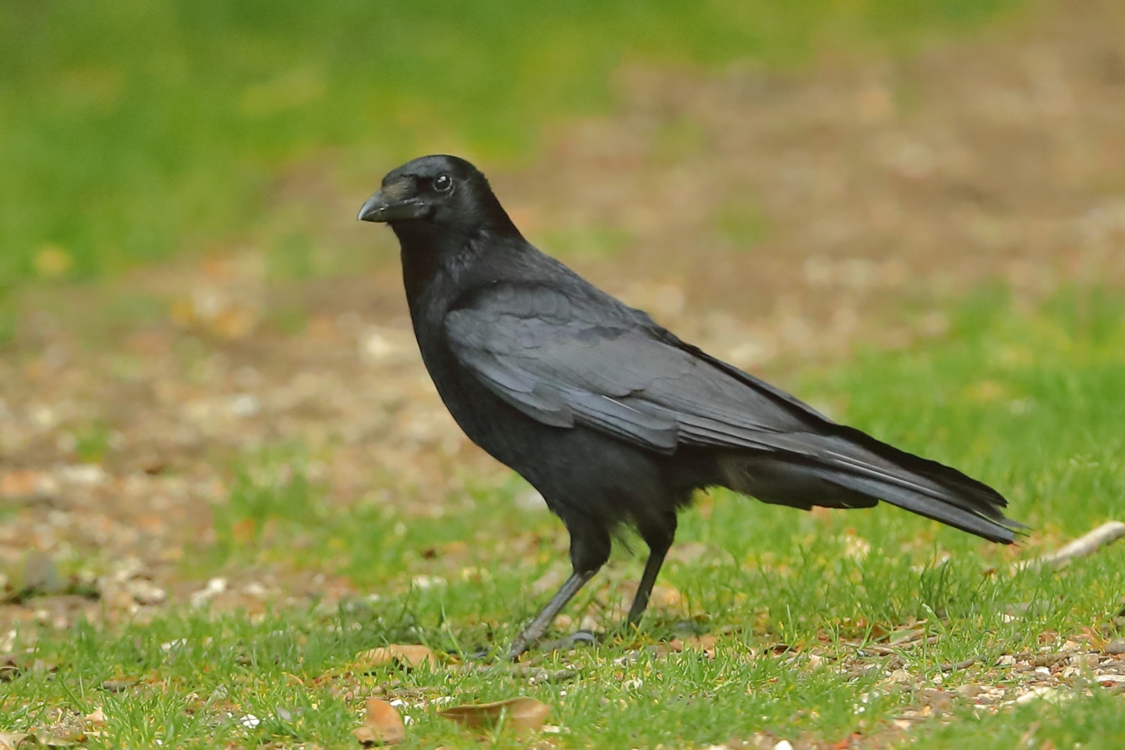 Carrion Crow by Mike Trew - BirdGuides