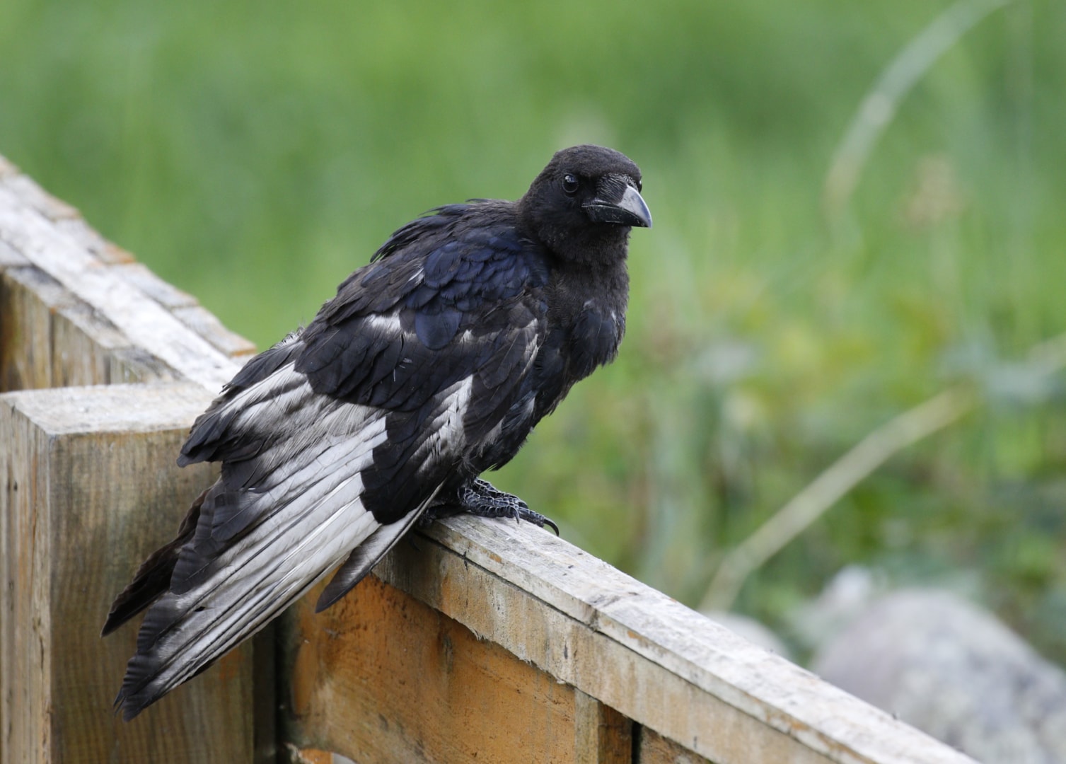 Carrion Crow by David Bradshaw - BirdGuides