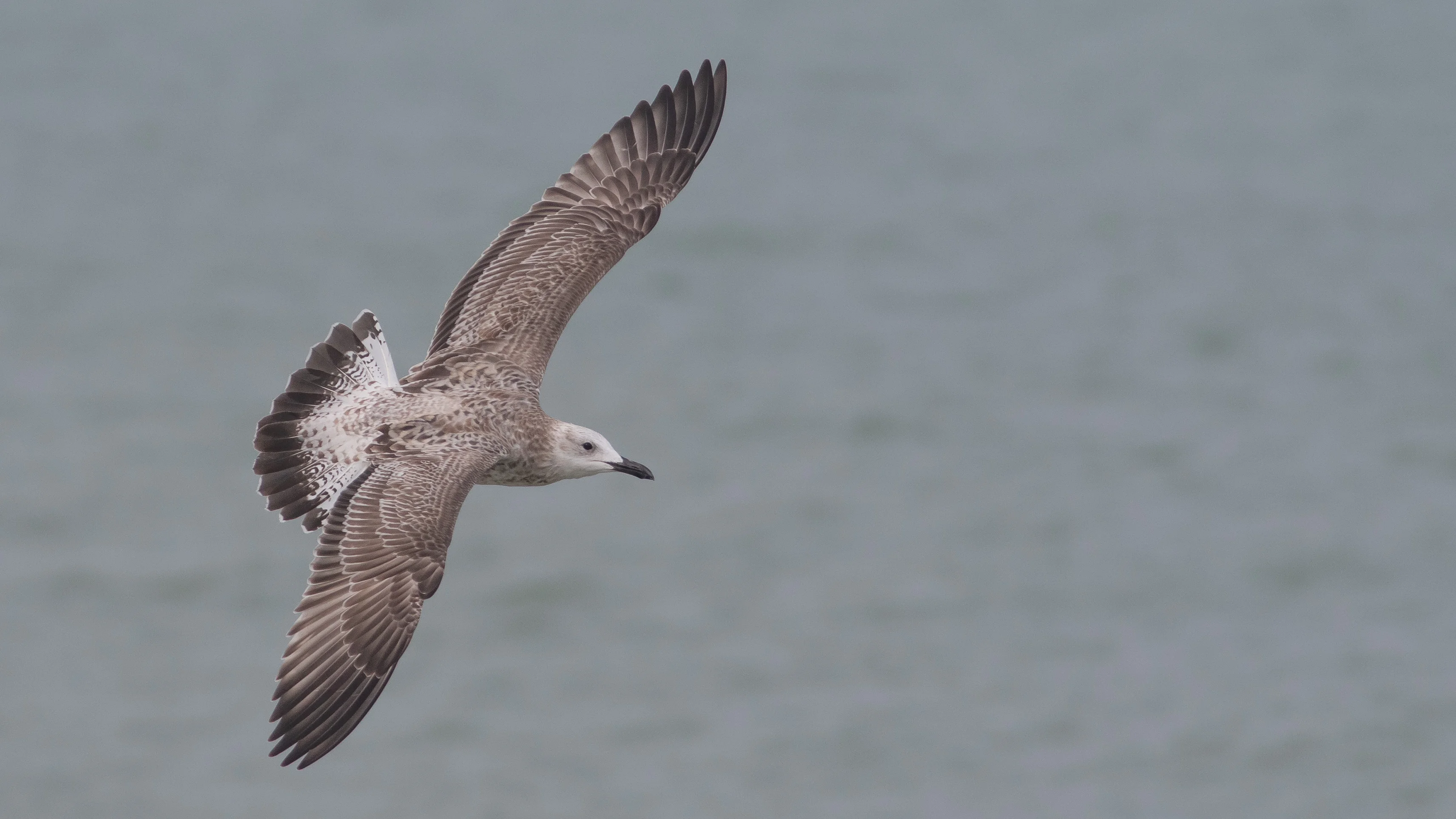 Details : Caspian Gull - BirdGuides