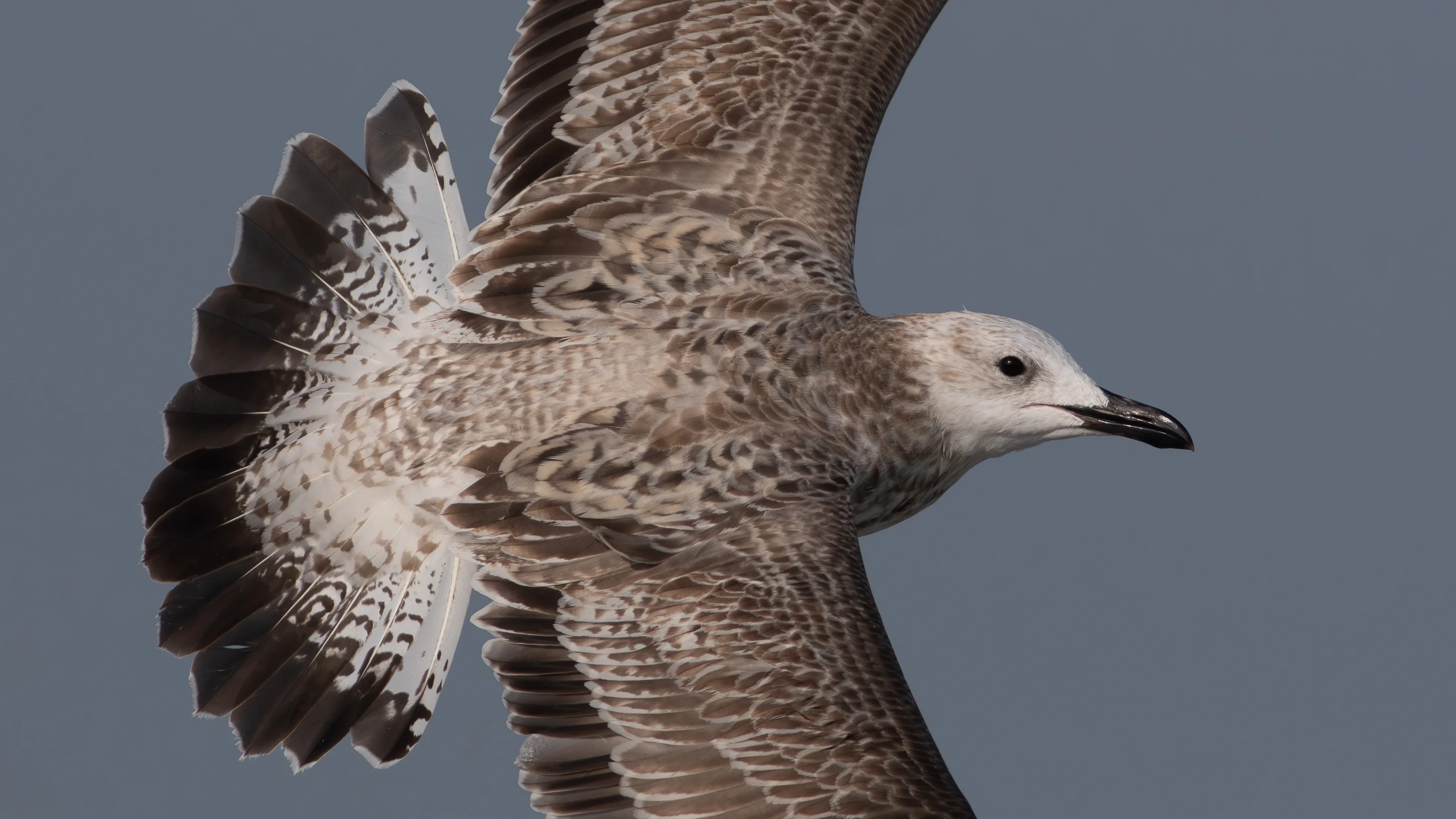 Details : Caspian Gull - BirdGuides