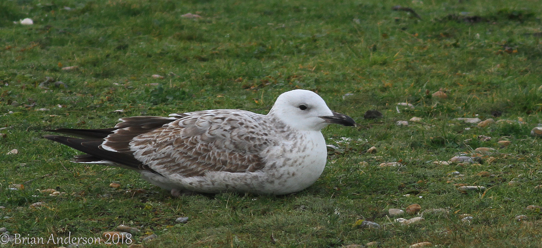 Details : Caspian Gull - BirdGuides