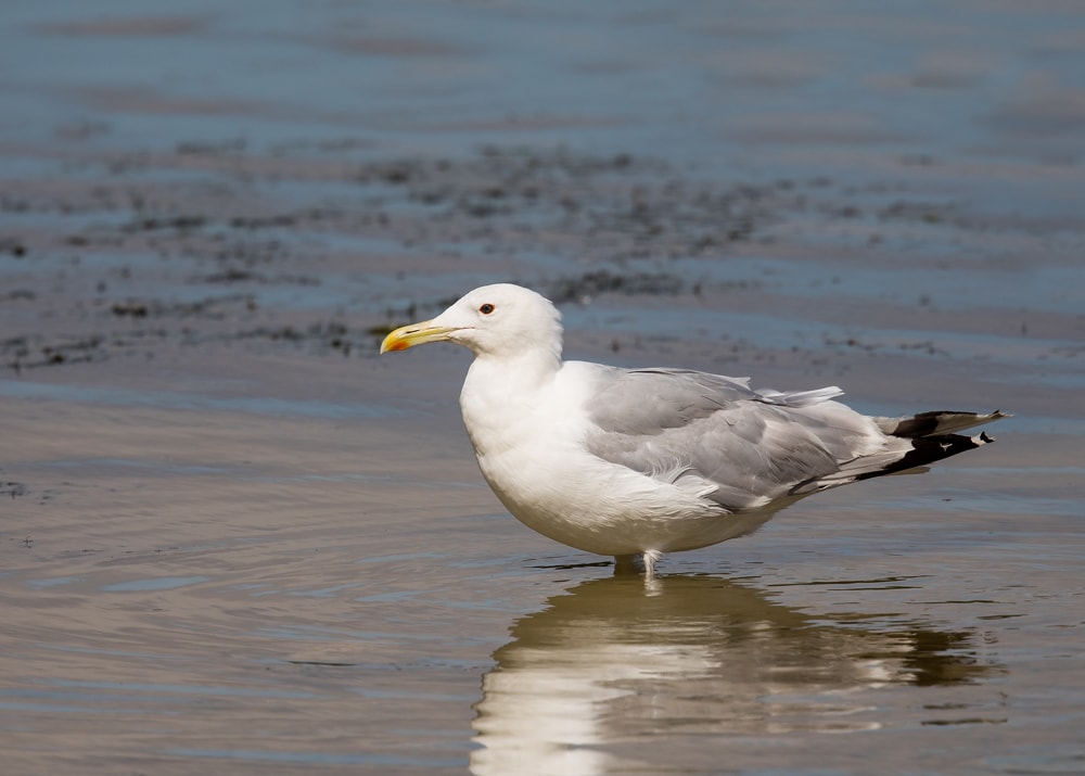 Caspian Gull by Garth Peacock - BirdGuides