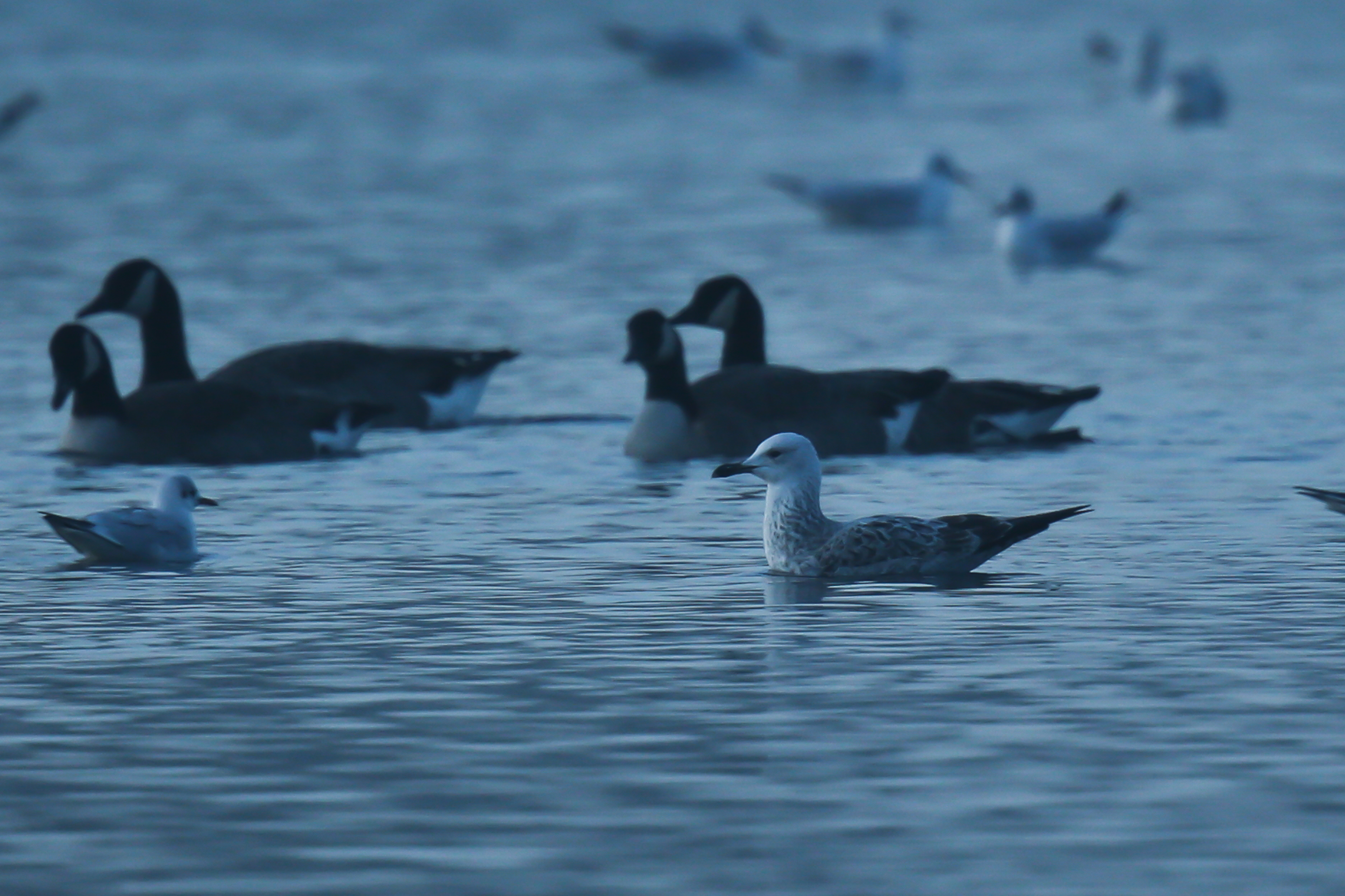 Caspian Gull by Lee Gregory - BirdGuides