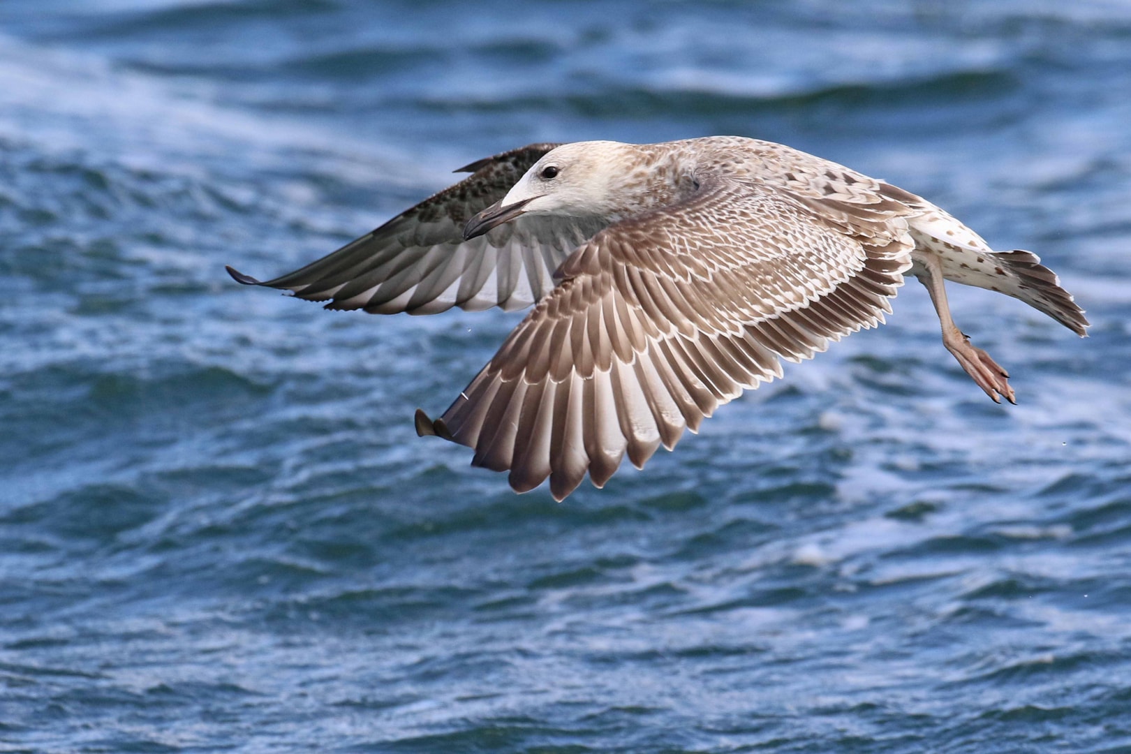 Caspian Gull by Christopher Bell - BirdGuides