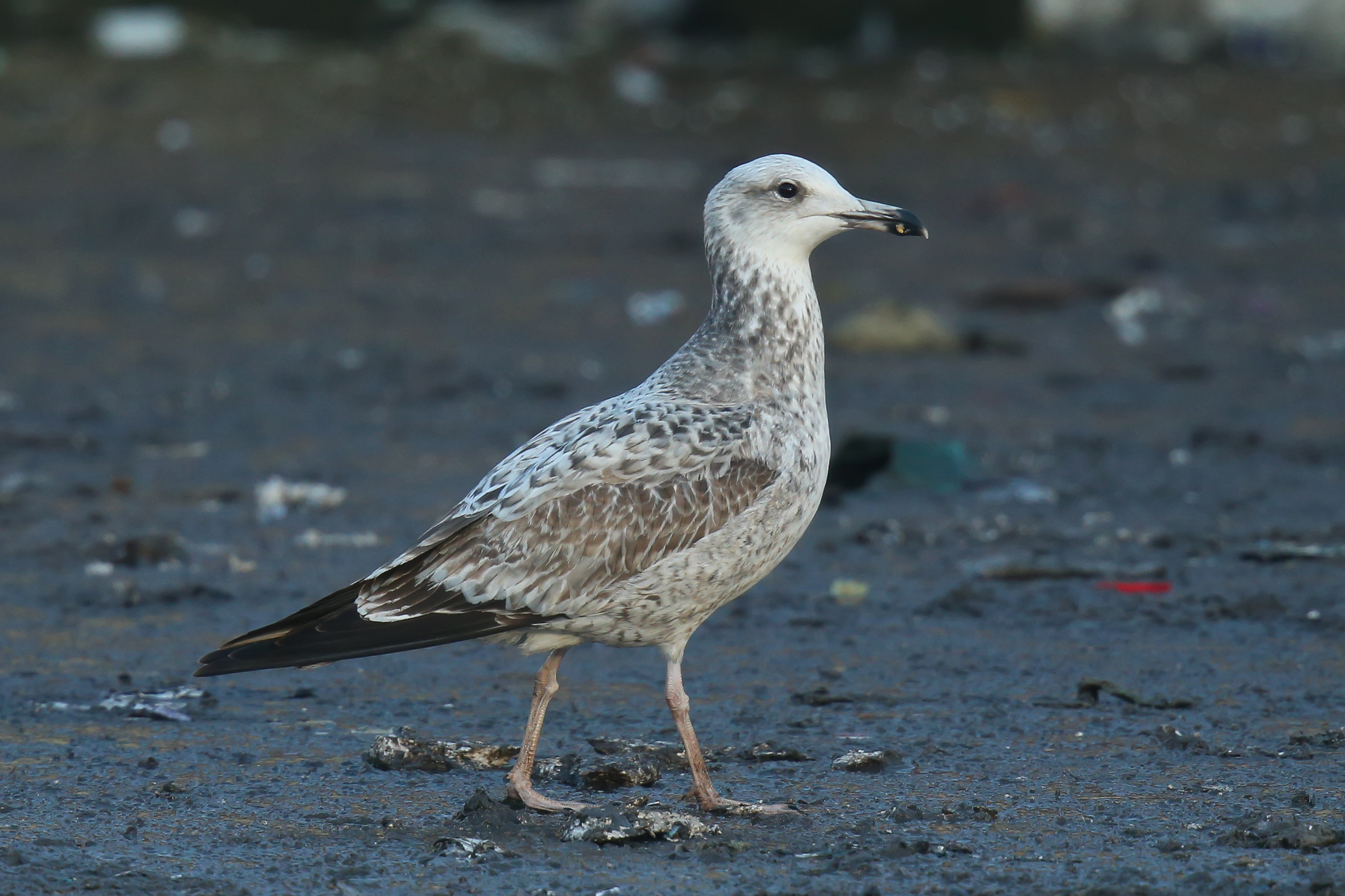 Caspian Gull by Lee Gregory - BirdGuides