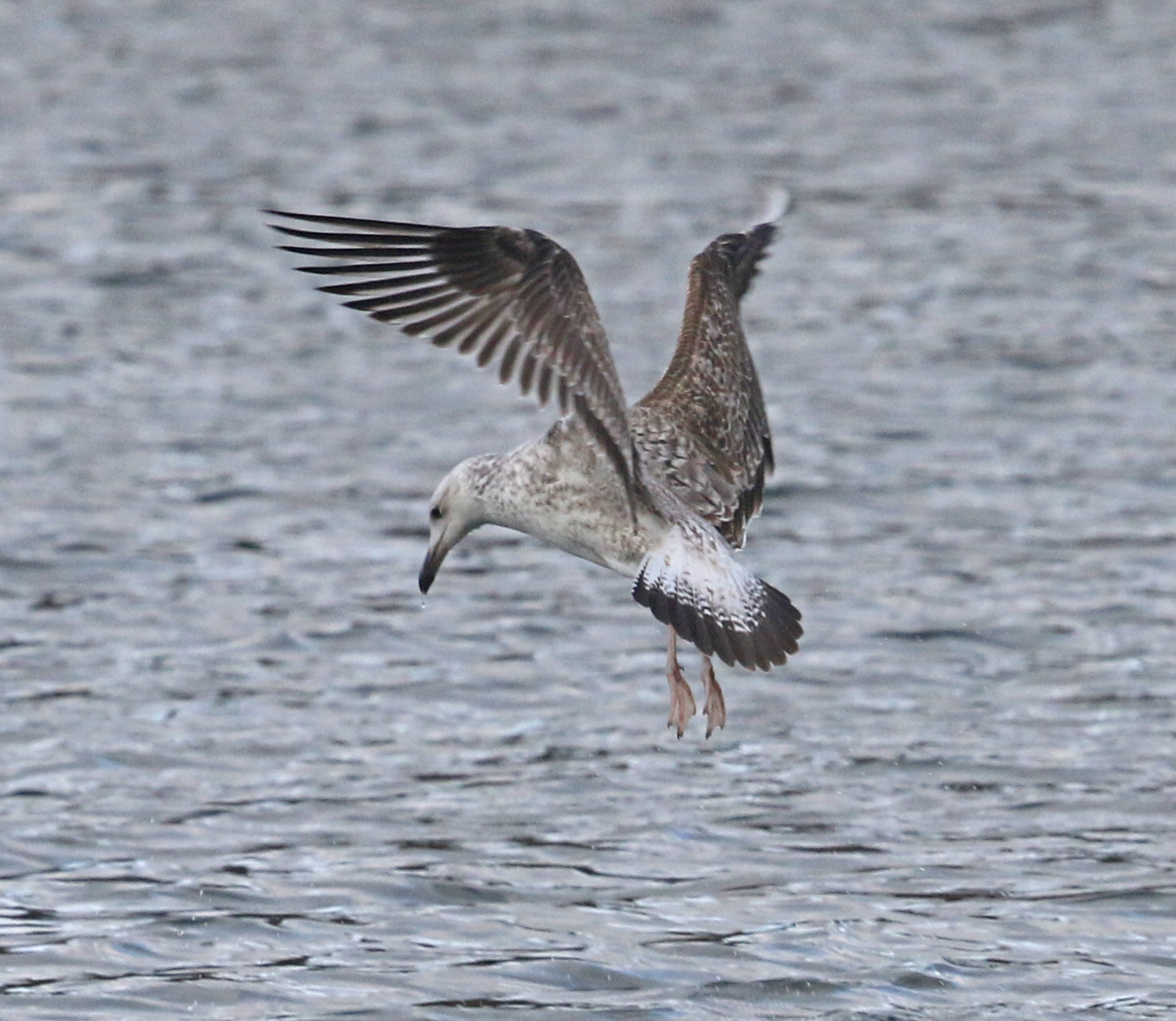 Caspian Gull by Simon Spavin - BirdGuides