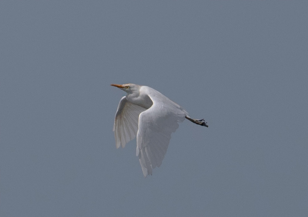 Western Cattle Egret by RICHARD GABB - BirdGuides