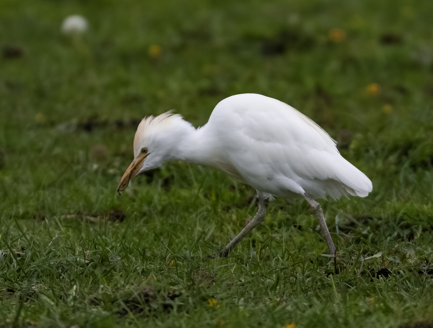 Western Cattle Egret by Geoffrey Dicker - BirdGuides