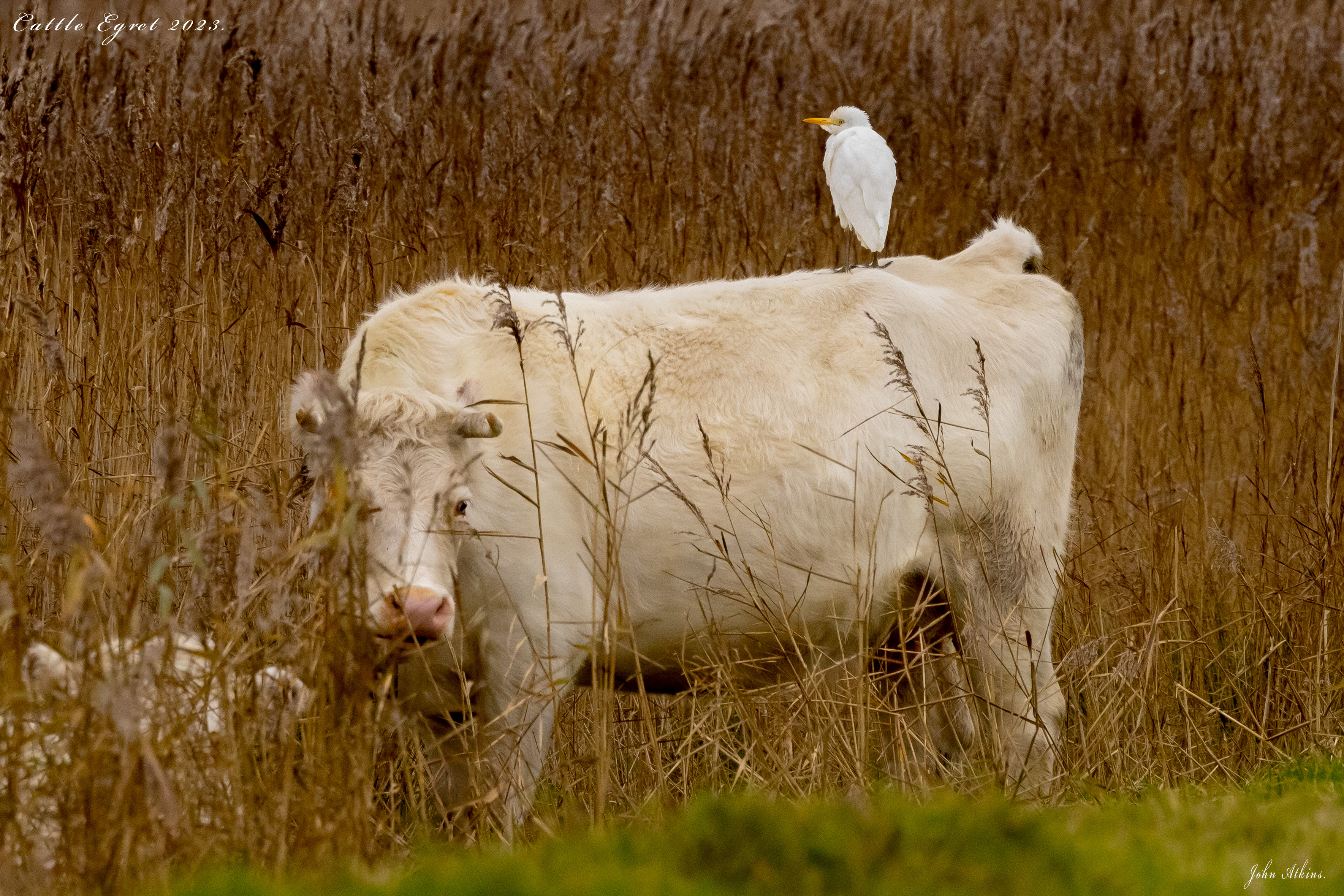 Western Cattle Egret by John Atkins - BirdGuides