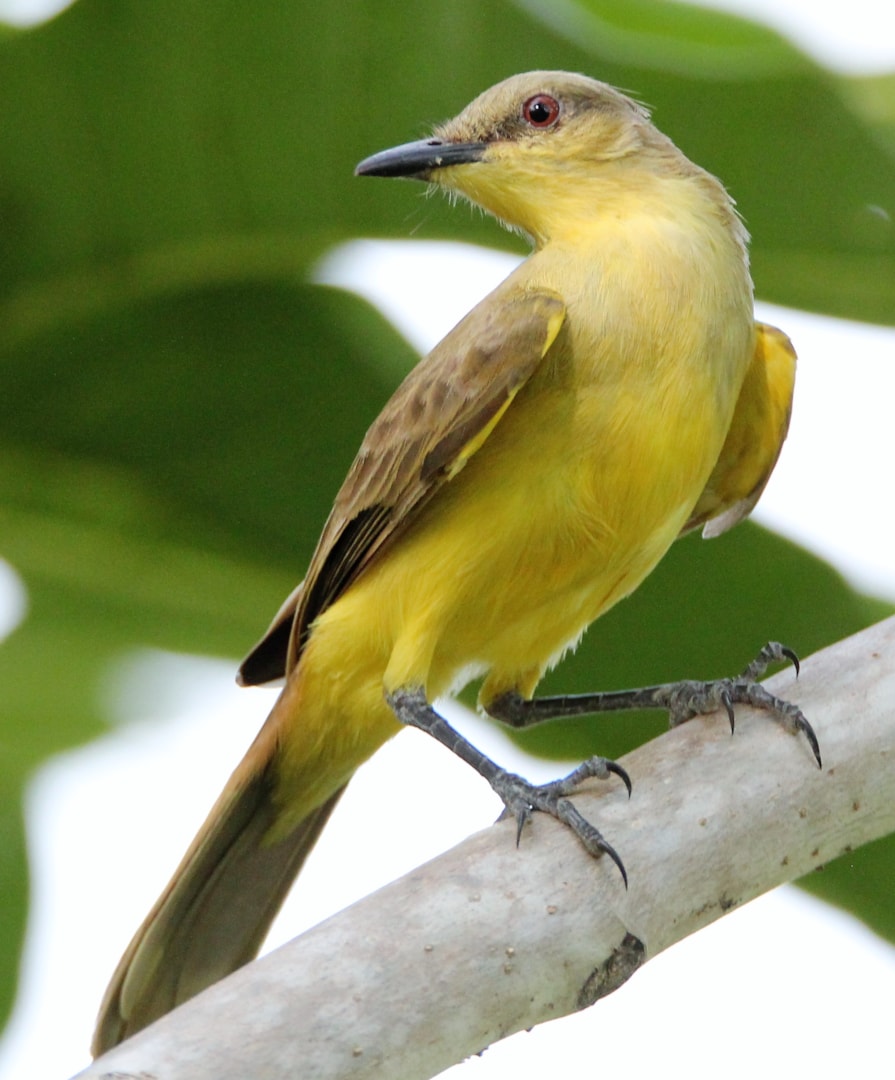 Cattle Tyrant by Phil Ellis - BirdGuides