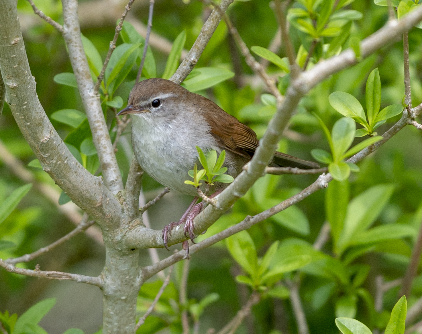 Cetti's Warbler by Ian Teague - BirdGuides