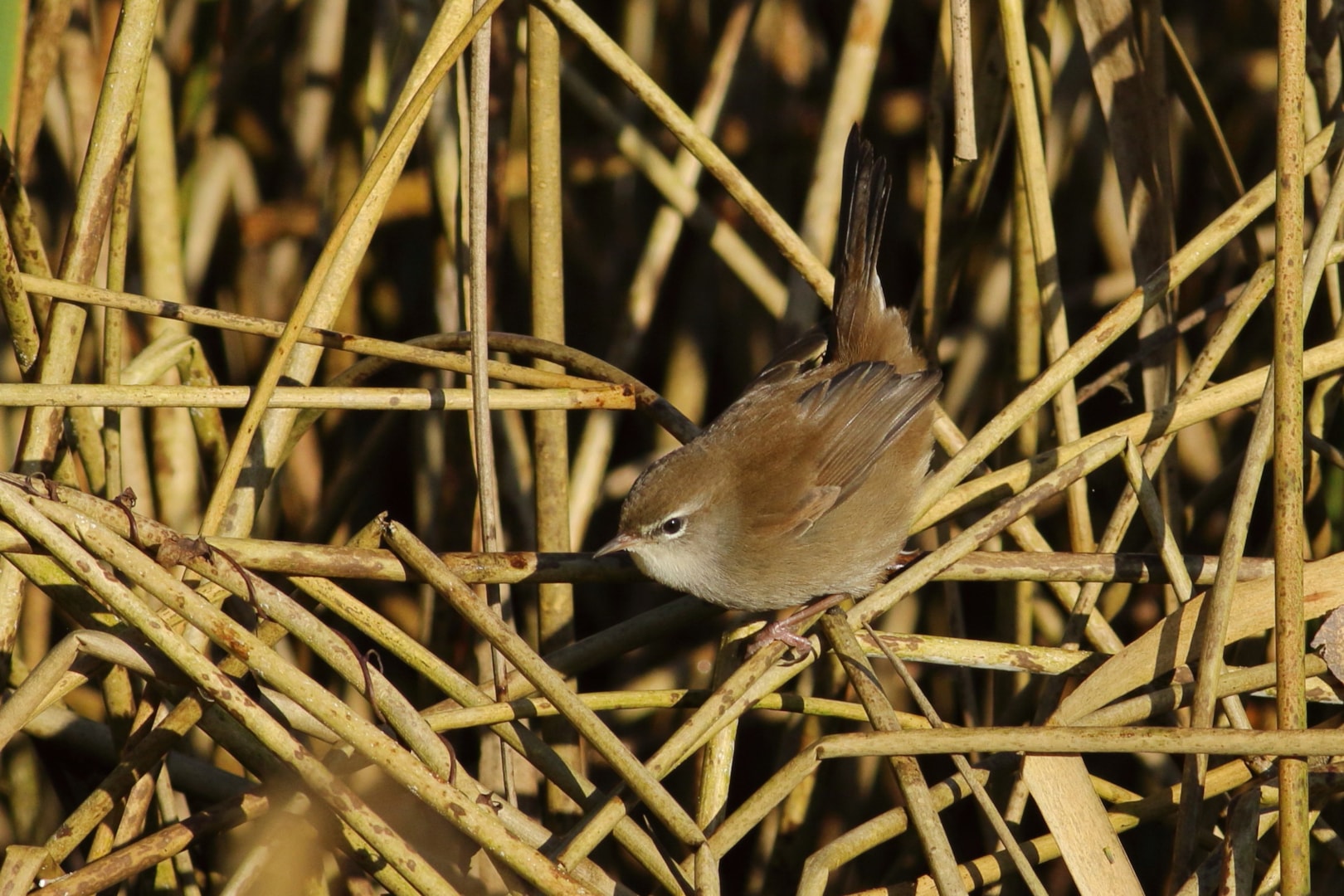 Cetti's Warbler by Adrian Hardy - BirdGuides