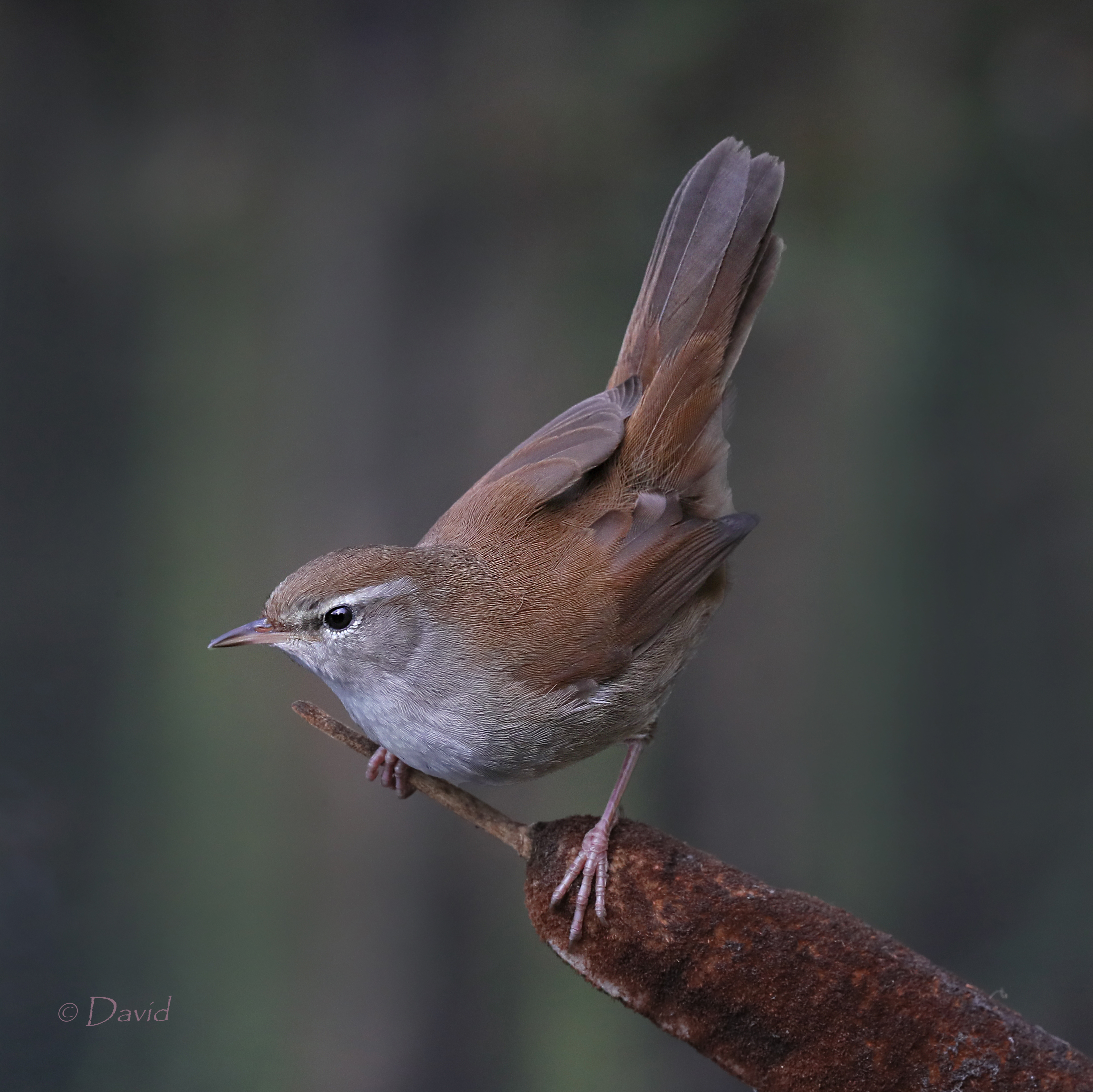 Cetti's Warbler by David Shallcross - BirdGuides