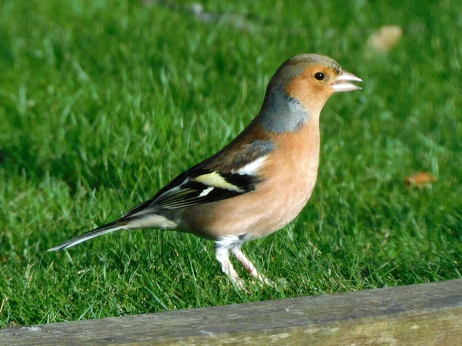 Chaffinch by Michael Lawrence - BirdGuides