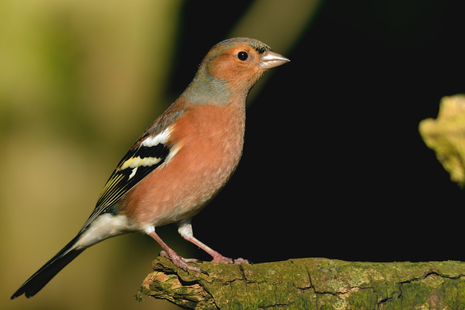 Chaffinch by Noel Austin - BirdGuides