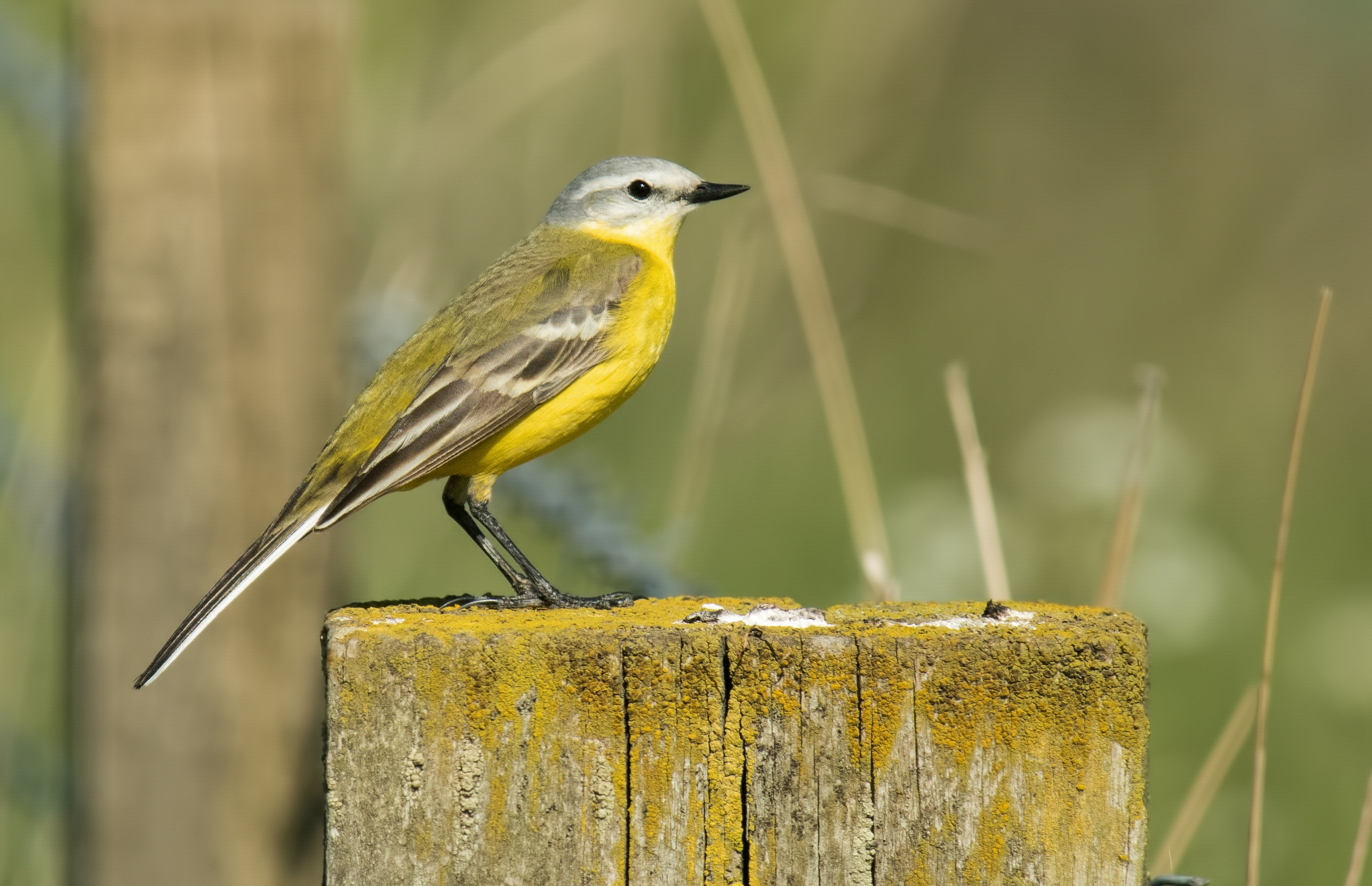 Details : Channel Wagtail - BirdGuides