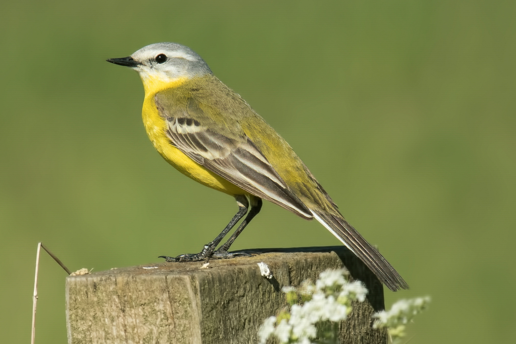 Details : Channel Wagtail - BirdGuides
