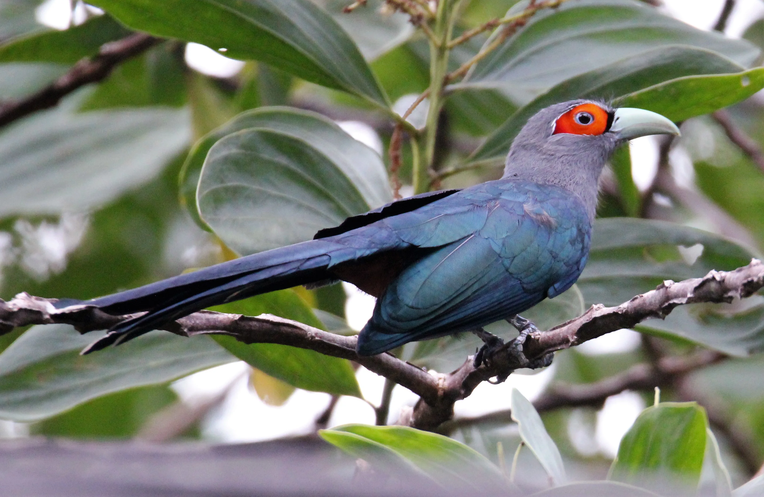 Details : Chestnut-bellied Malkoha - BirdGuides