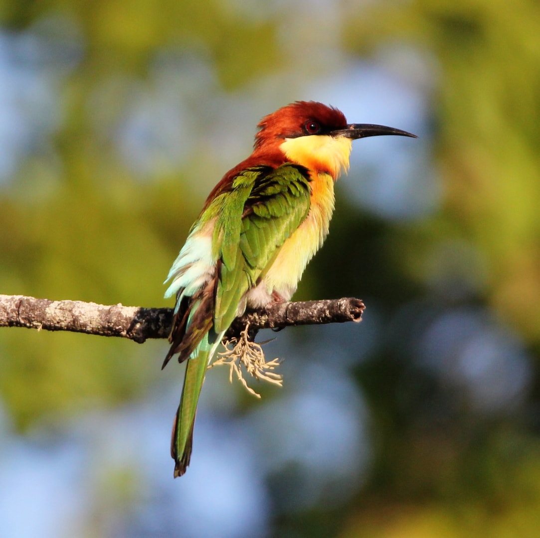 Chestnut-headed Bee-eater by Phil Ellis - BirdGuides