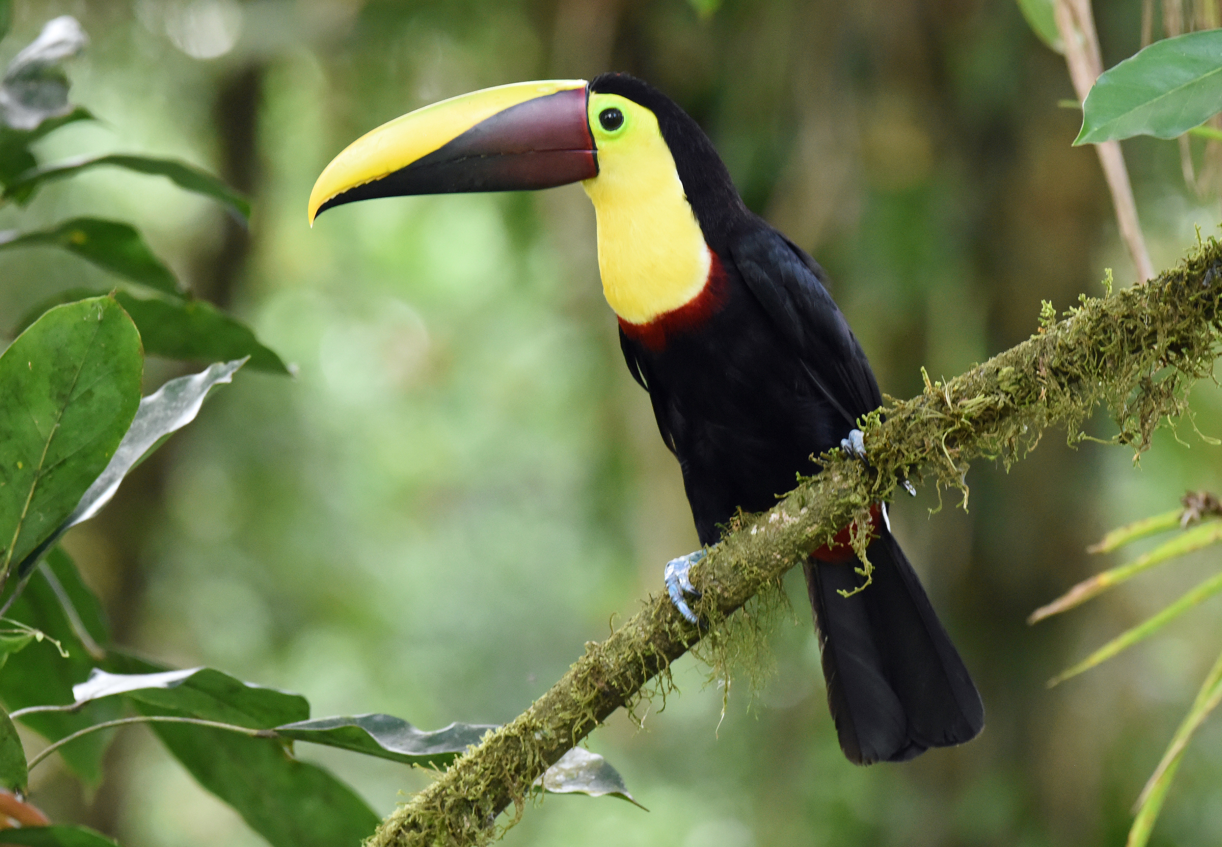 Details : Yellow-throated Toucan - BirdGuides