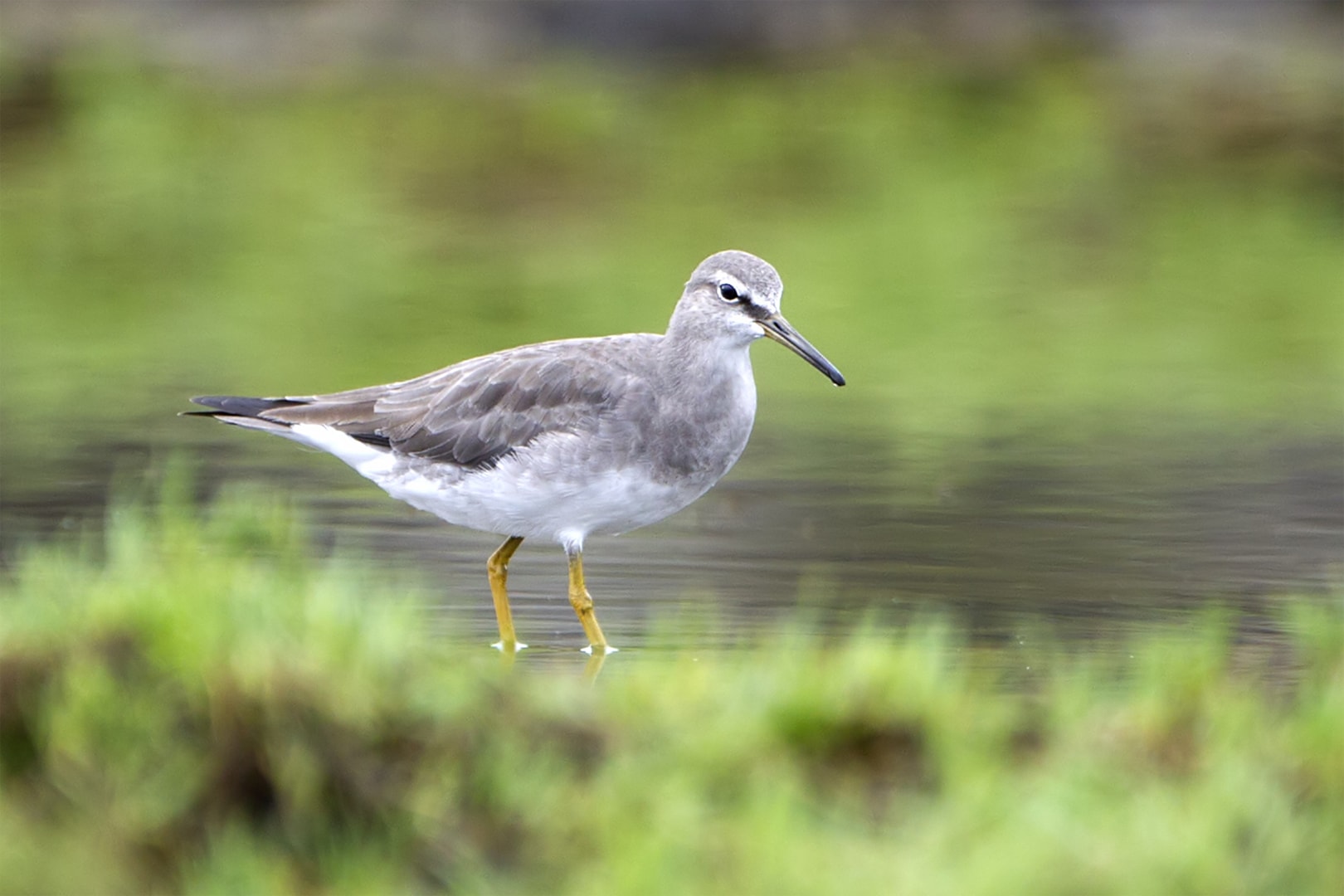 Grey-tailed Tattler by Daniel Mauras - BirdGuides