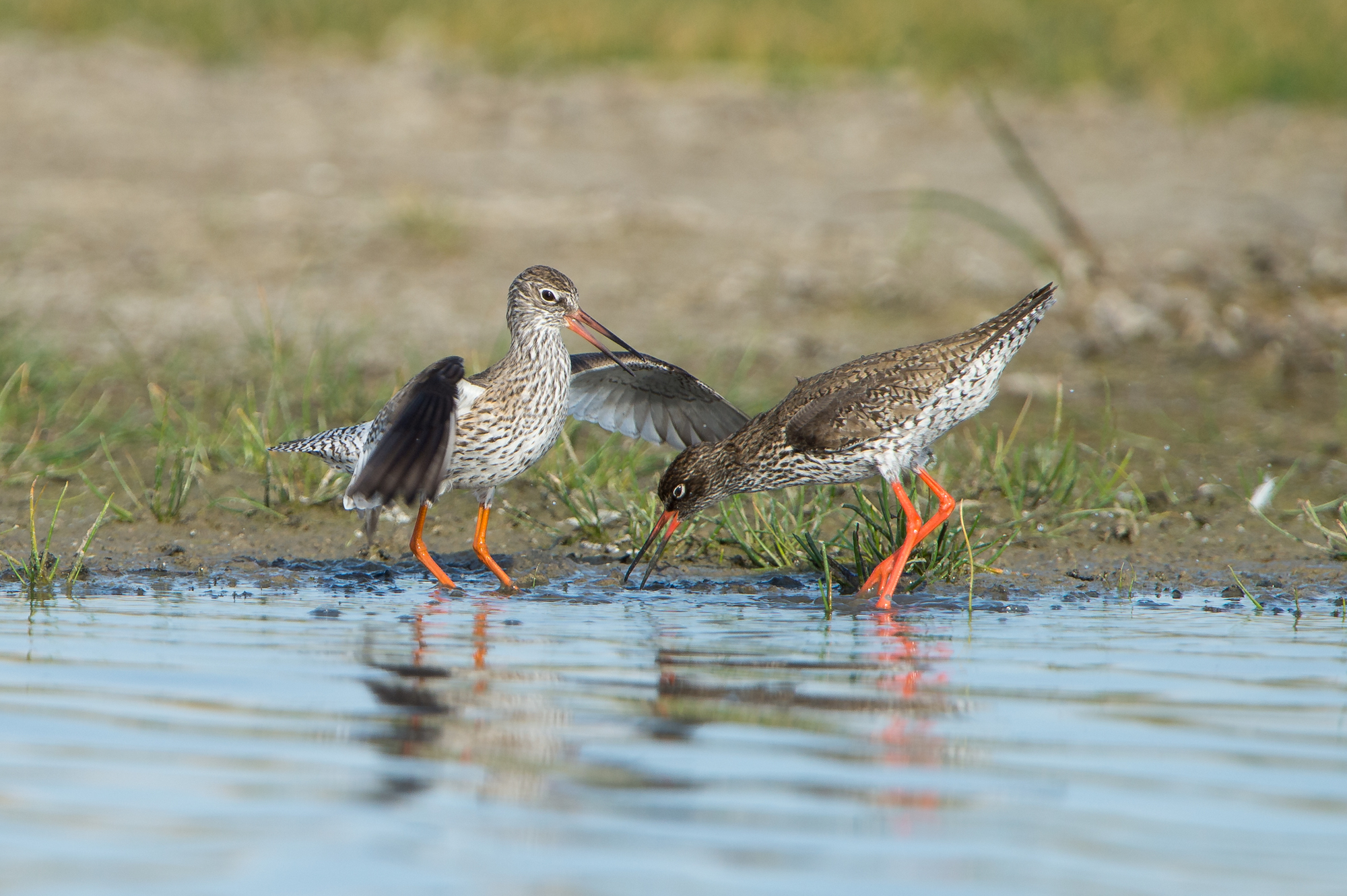 Lakenheath Fen RSPB set for expansion - BirdGuides