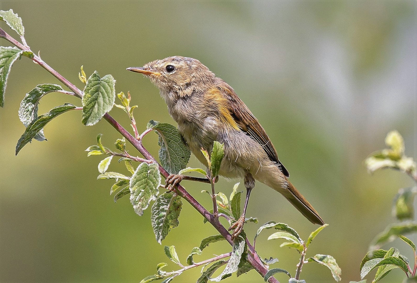 Common Chiffchaff by Peter Miles - BirdGuides