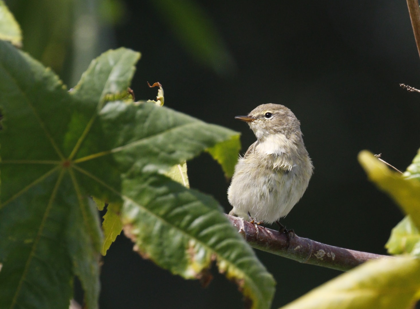 Common Chiffchaff by David Bradshaw - BirdGuides