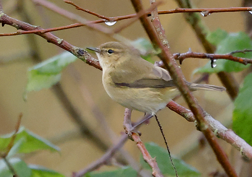 Common Chiffchaff by Mike Haberfield - BirdGuides
