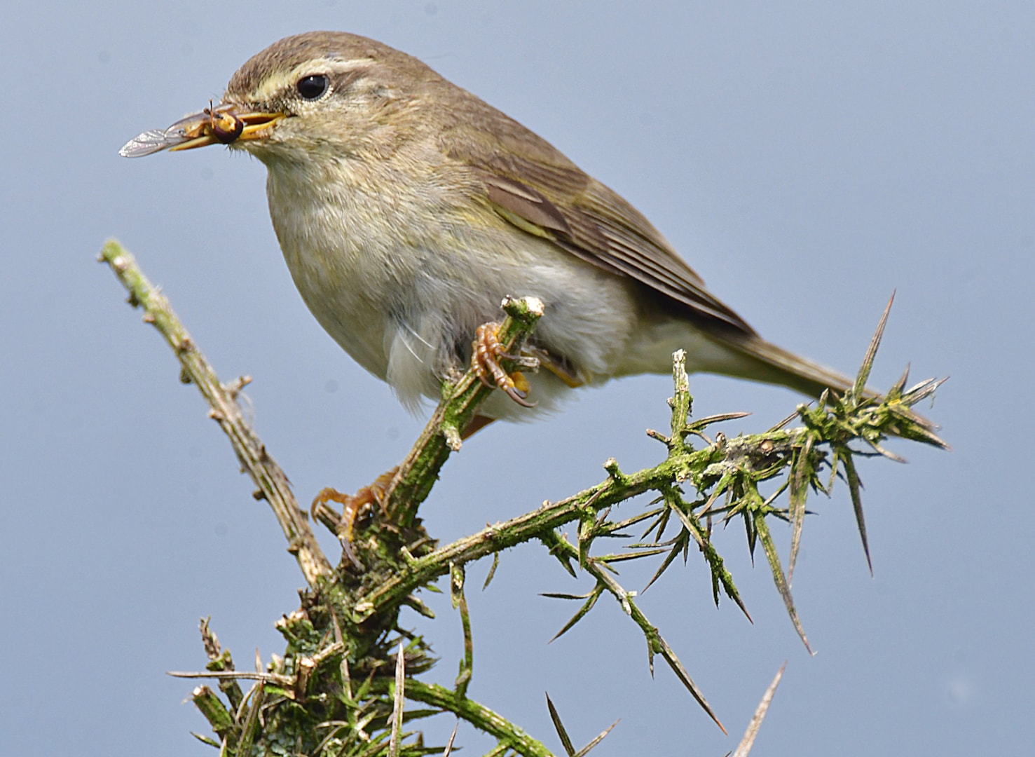 Common Chiffchaff by Michael Neate - BirdGuides